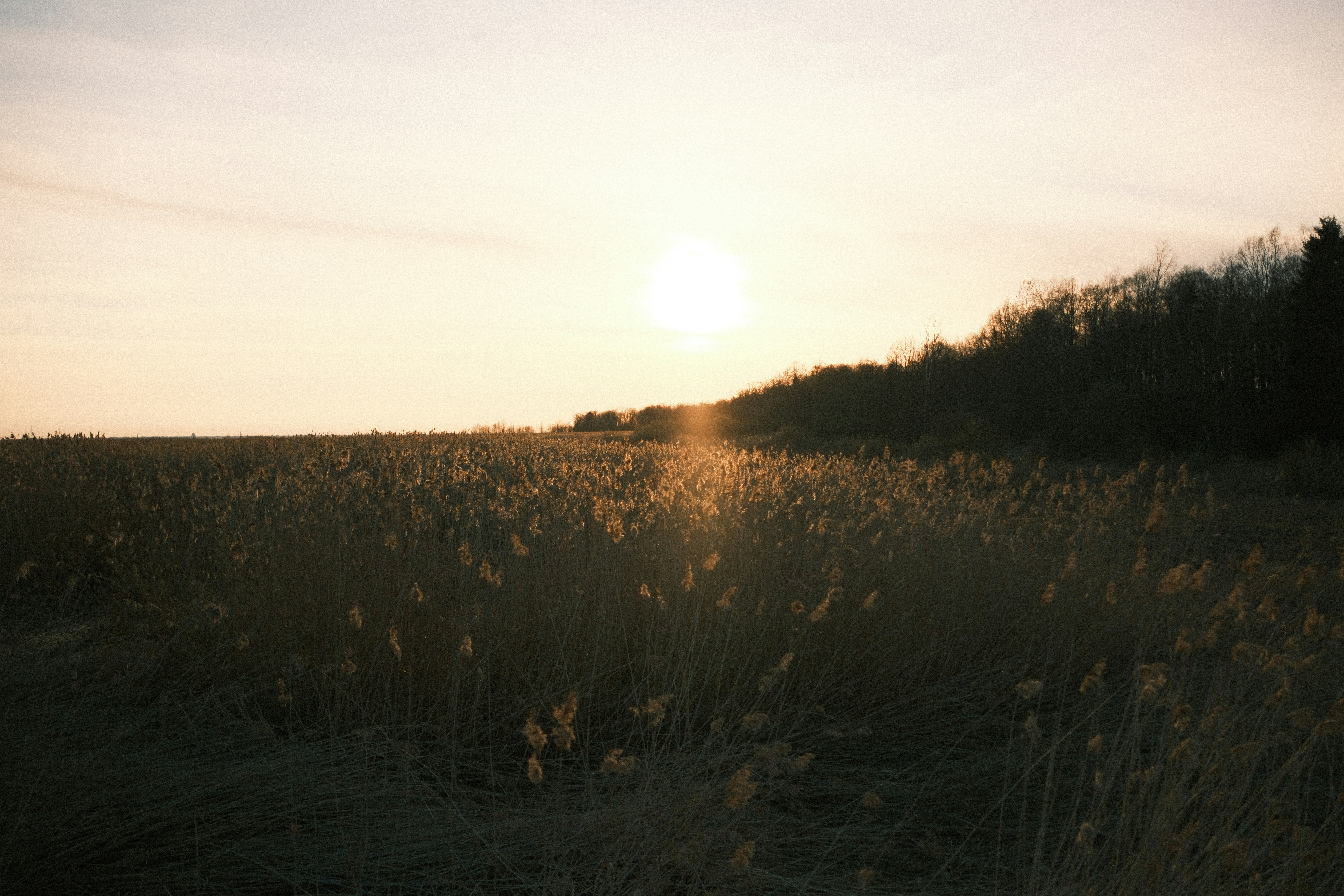 The sun is setting over a field of tall grass photo – Free Forest Image ...