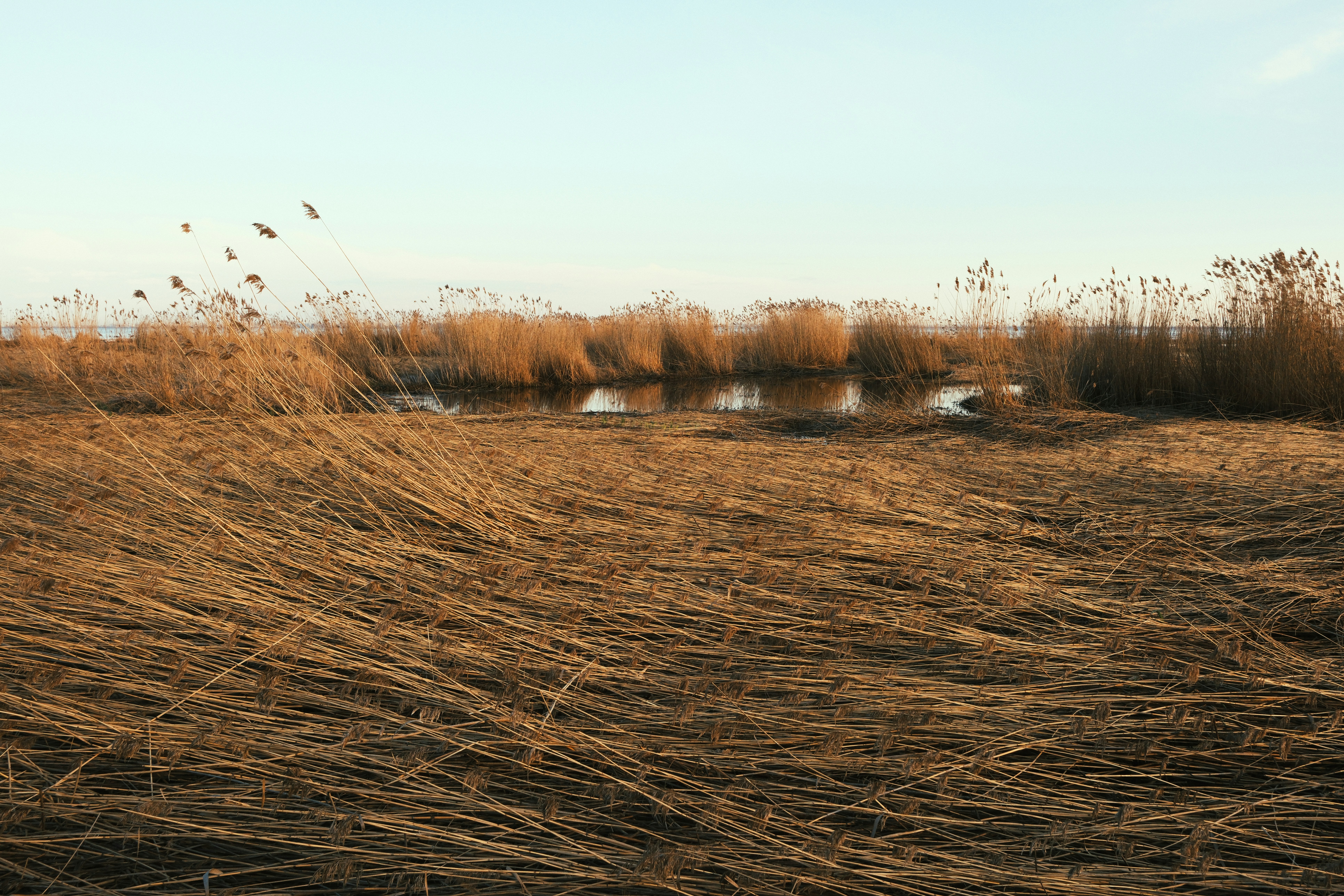 Amber Reeds Framing a Quiet Marsh at Dusk