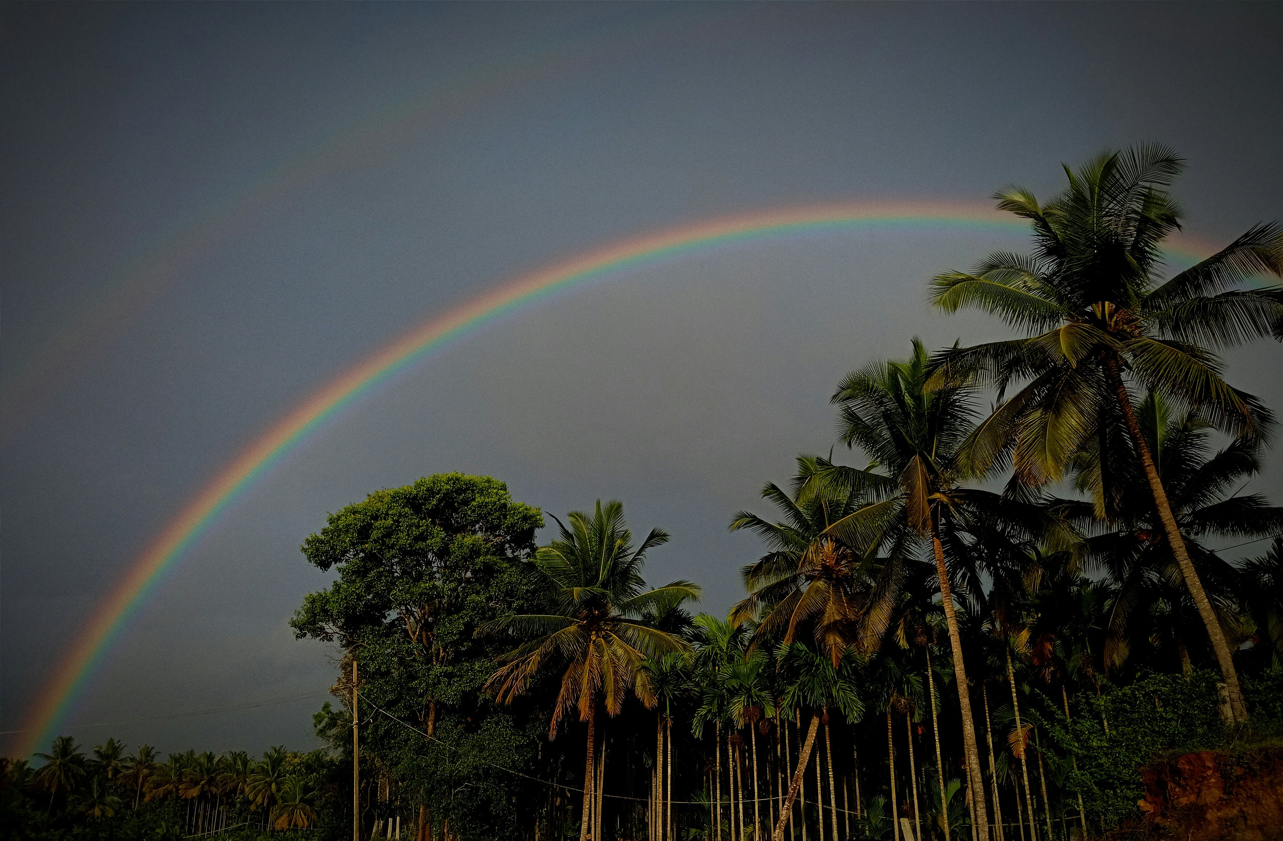 Two rainbows arch over a grove of tall palm trees under a moody sky in a tropical landscape photograph at dusk.