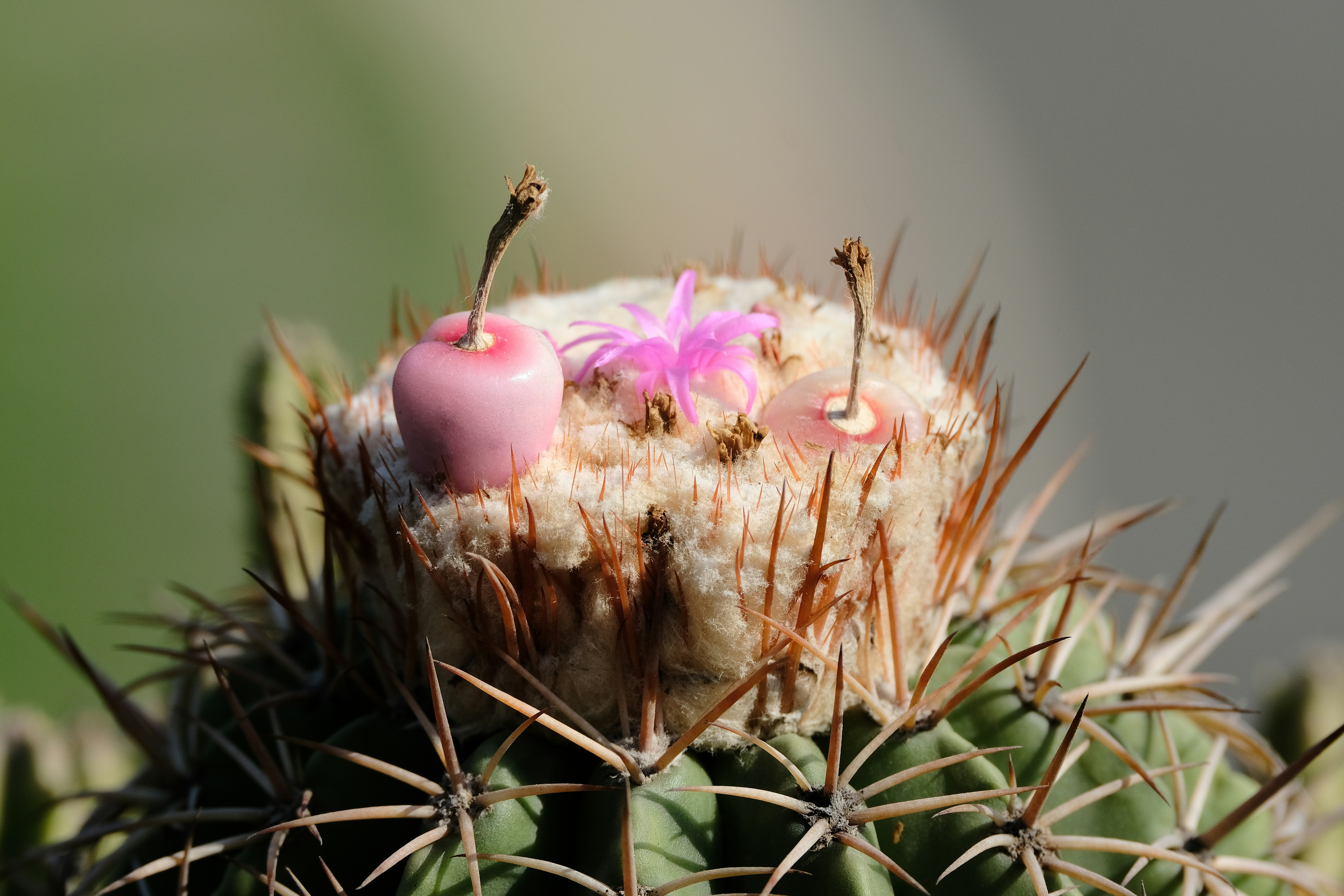 Intimate Glow: a Tiny Pink Bloom Among Thorny Armor