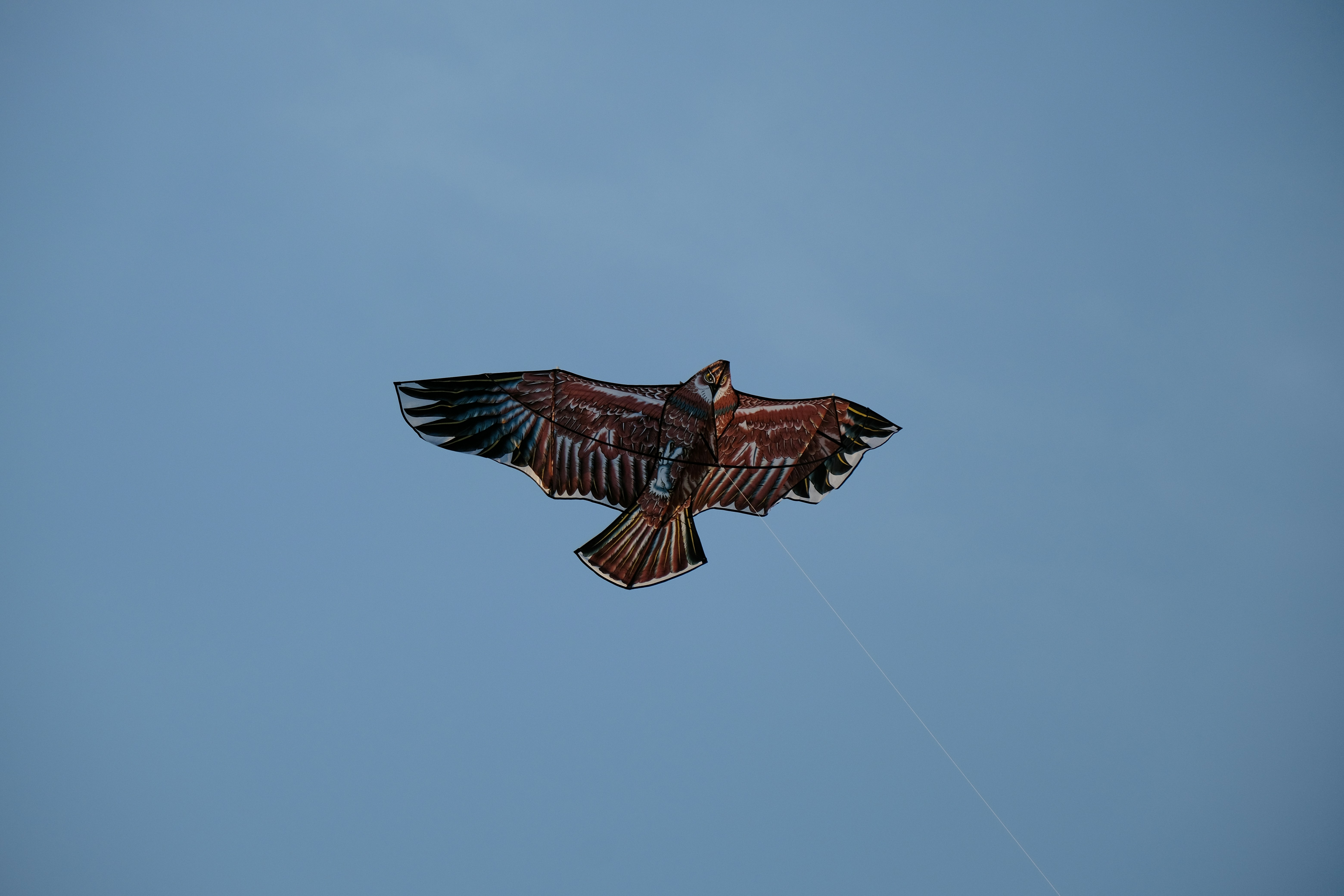 Wingspread Over a Clear Blue Sky: Red-tailed Hawk in Free Flight