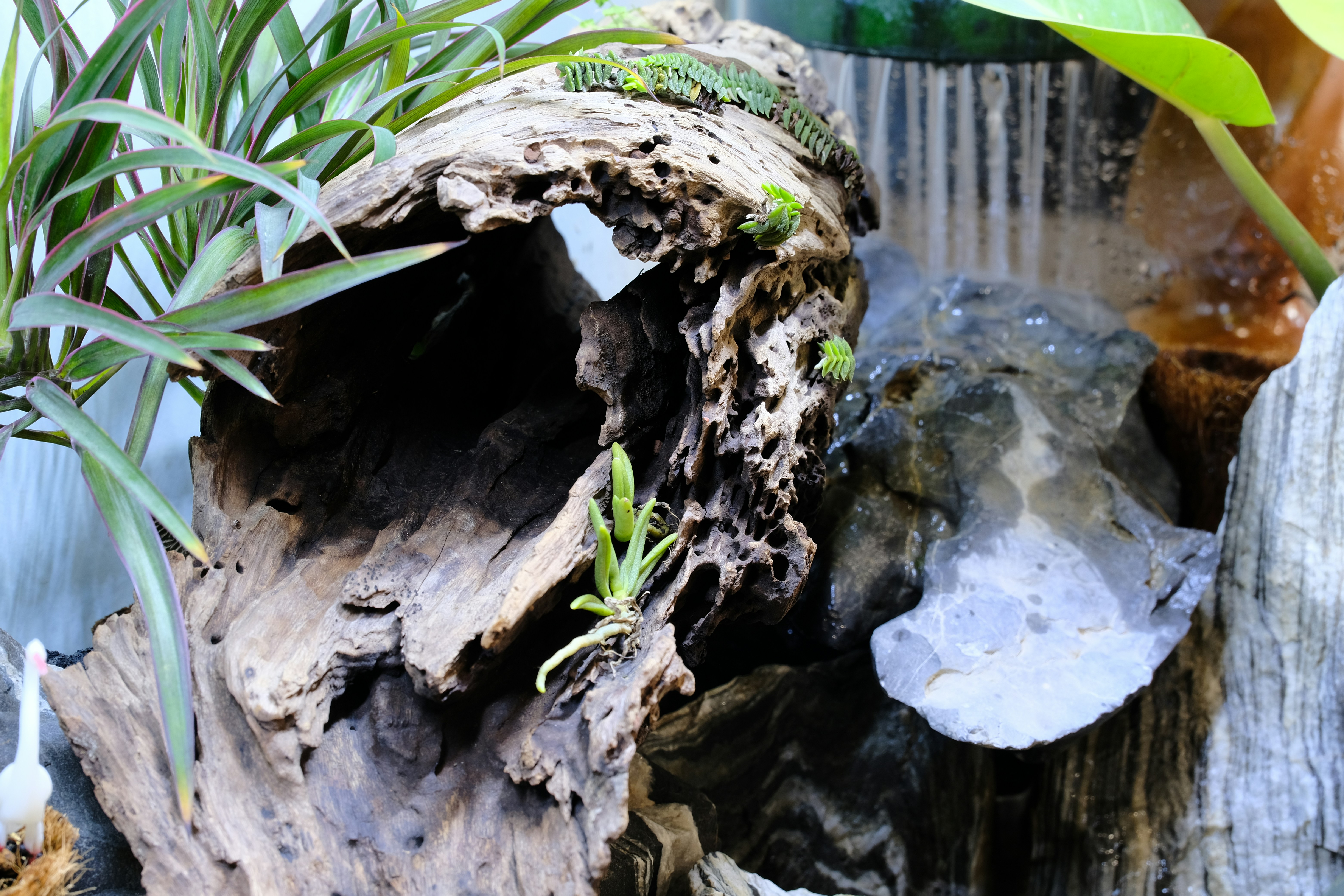 Hollow Driftwood Nook: Sprouts Guard a Miniature Stone Keep