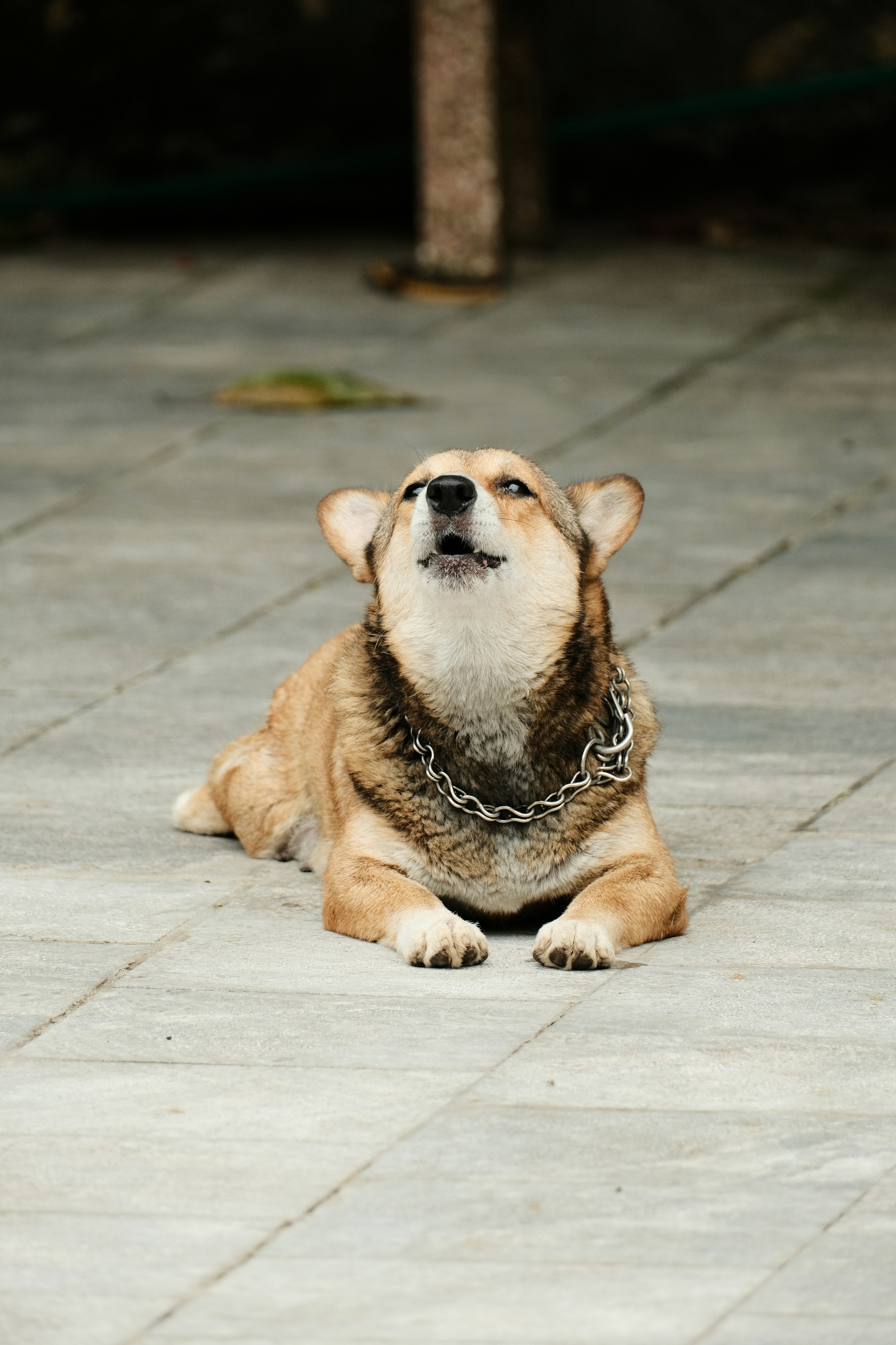 Sunlit Courtyard Pause: A Shiba Inu Finds Focus
