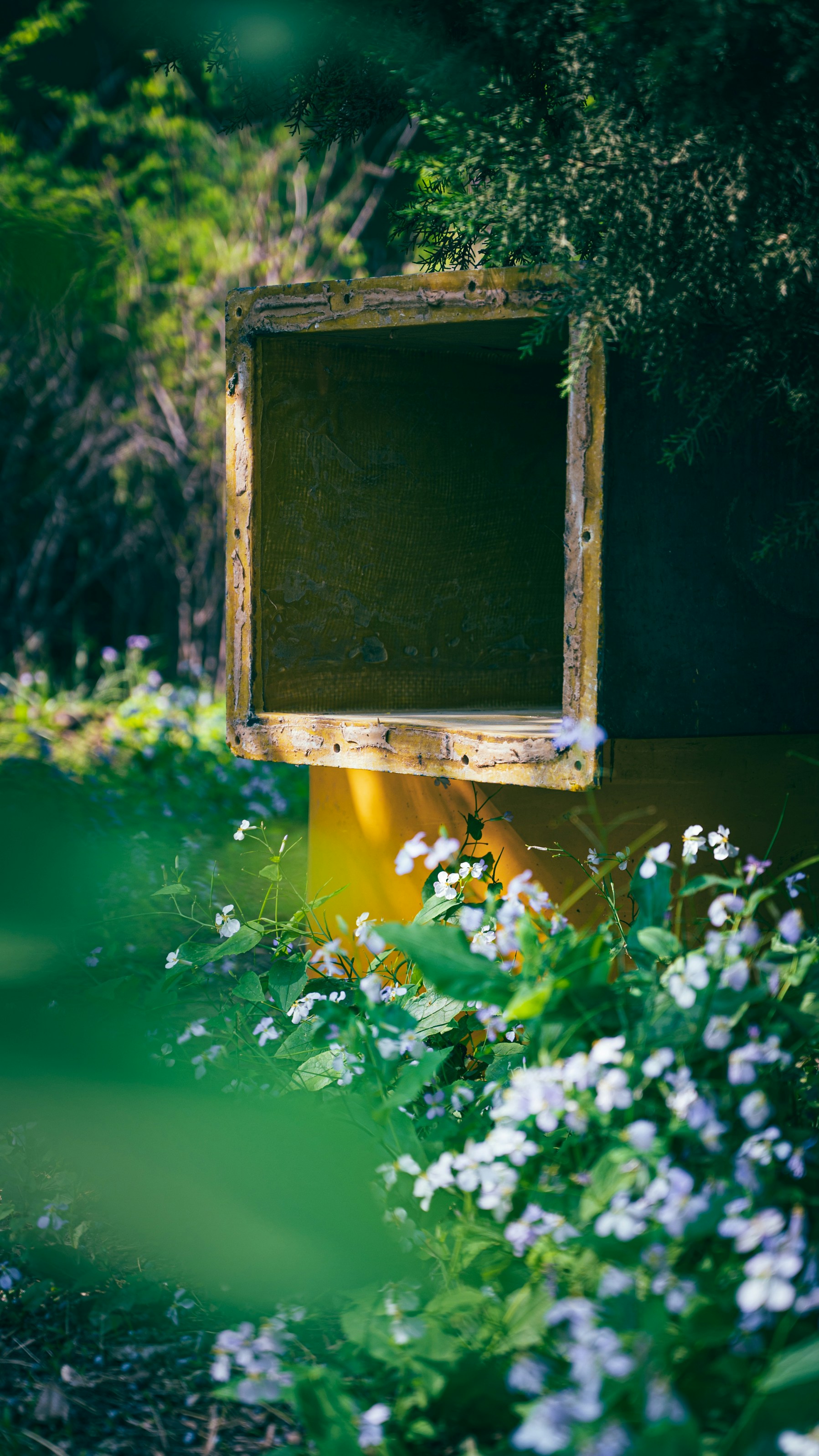Weathered Frame, Spring Bloom: A Quiet Garden Portrait