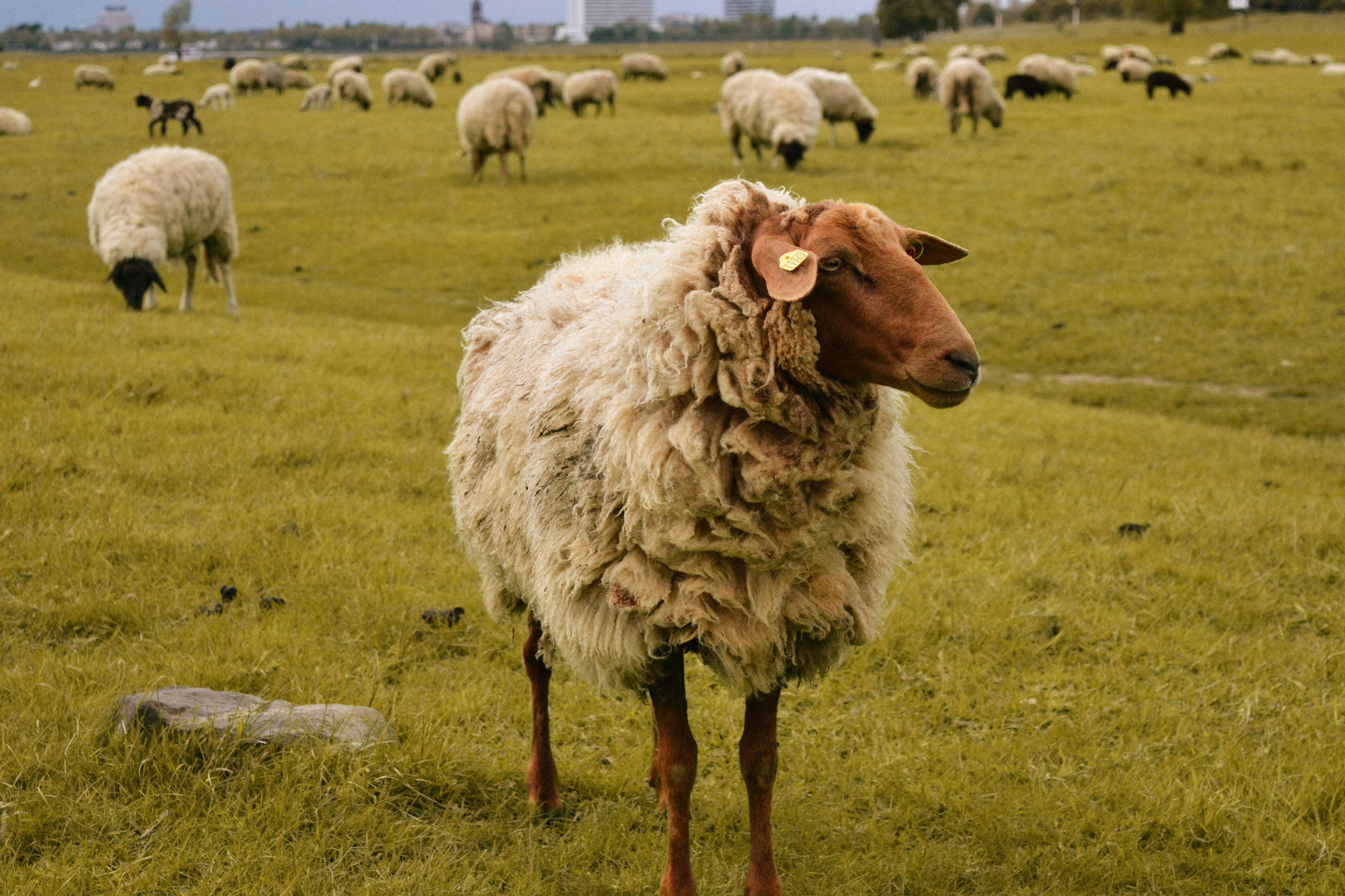 A herd of sheep grazing on a lush green field photo – Free Lamb Image ...