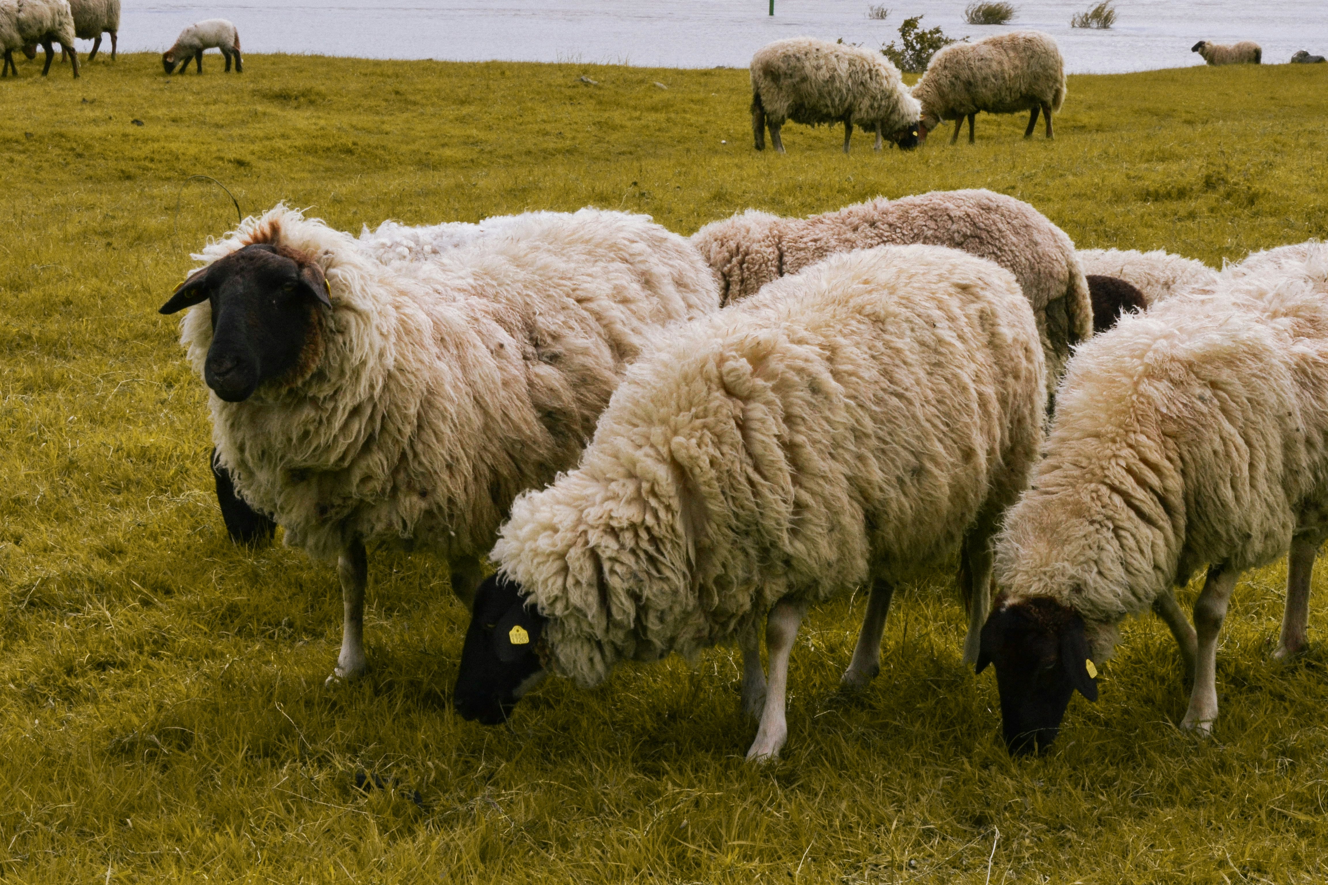 A herd of sheep grazing on a lush green field photo – Free Lamb Image ...