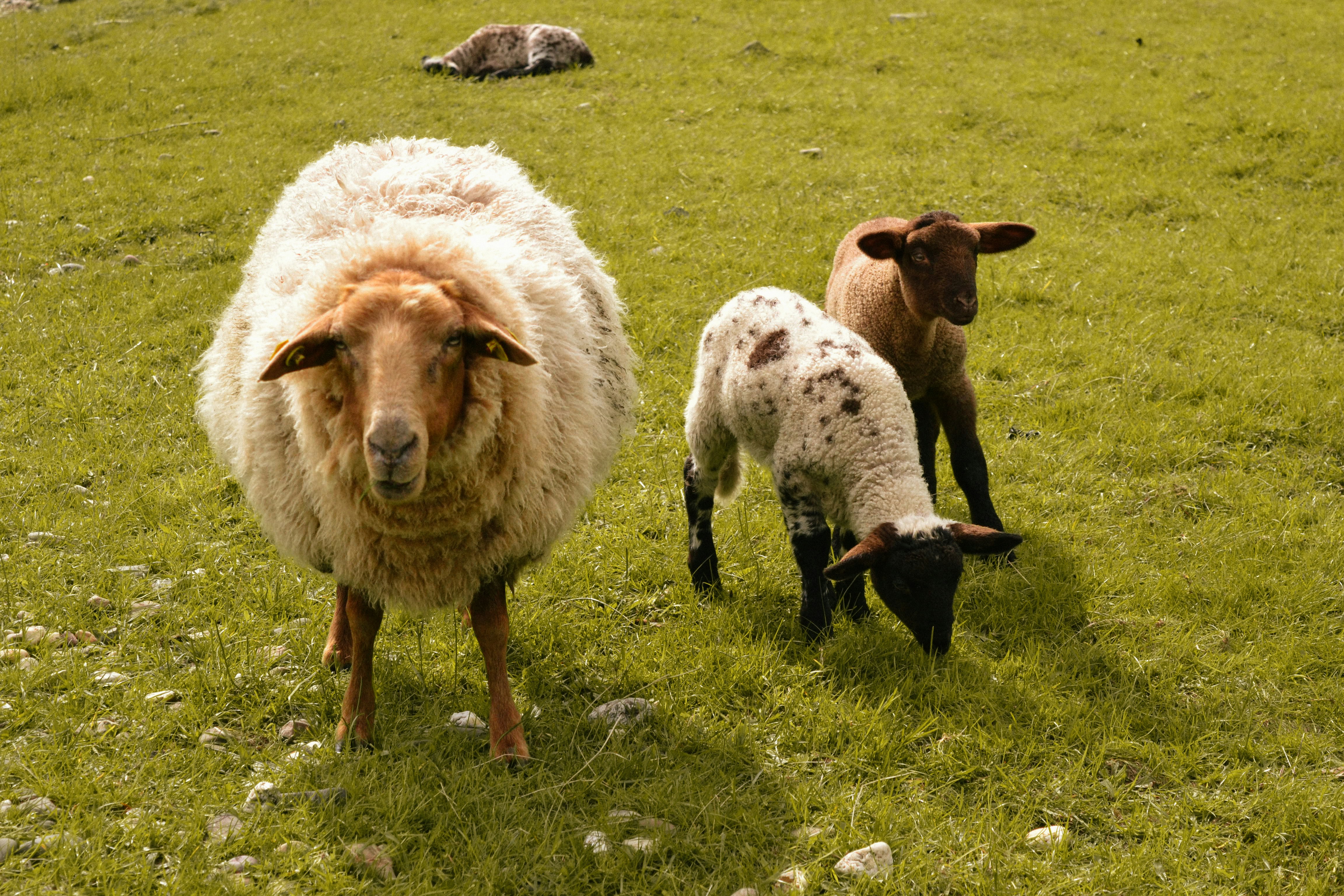 A couple of sheep standing on top of a lush green field photo – Free ...