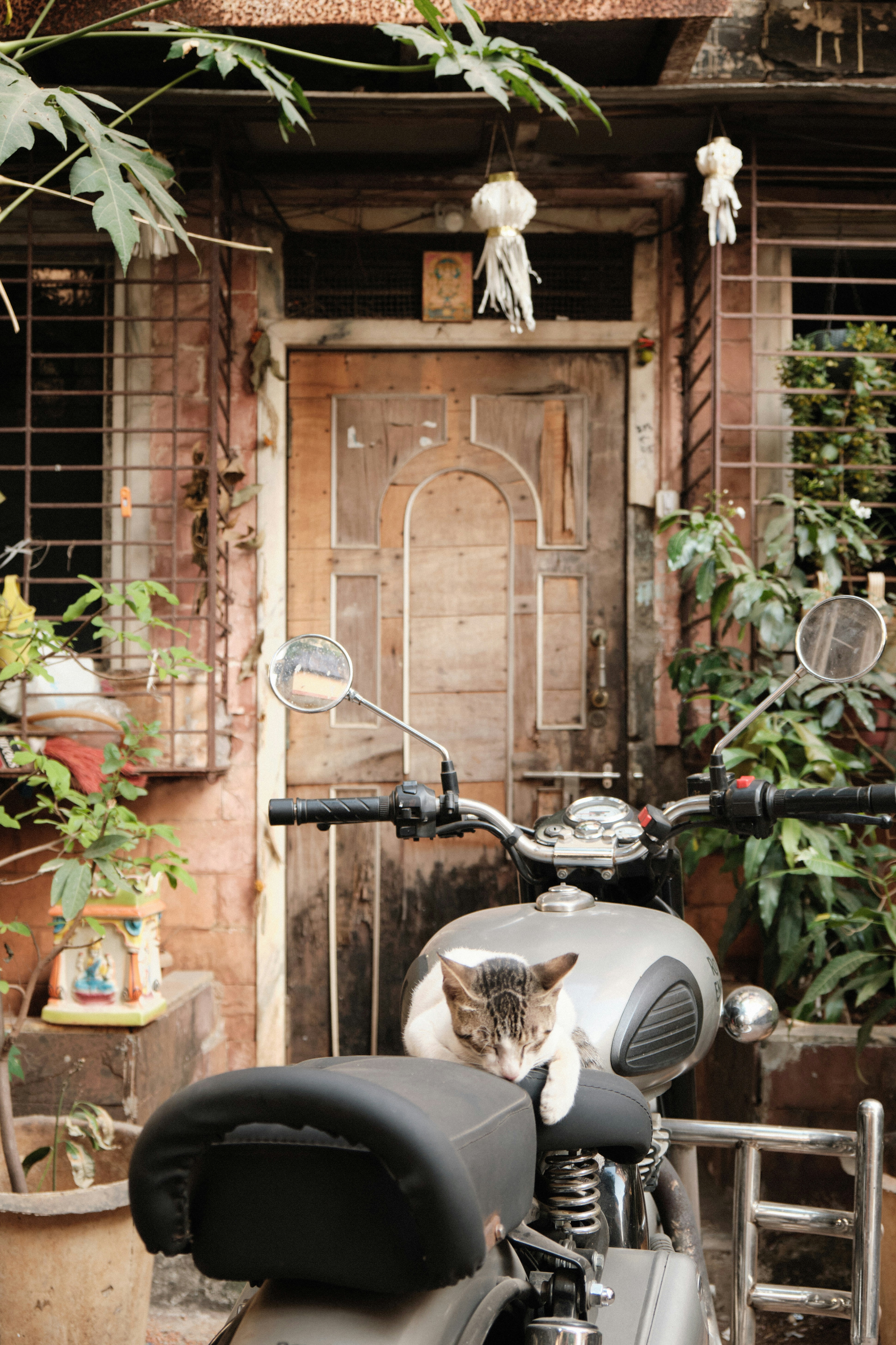 A cat resting on a motorcycle seat in front of a rustic door, surrounded by lush greenery and urban elements.