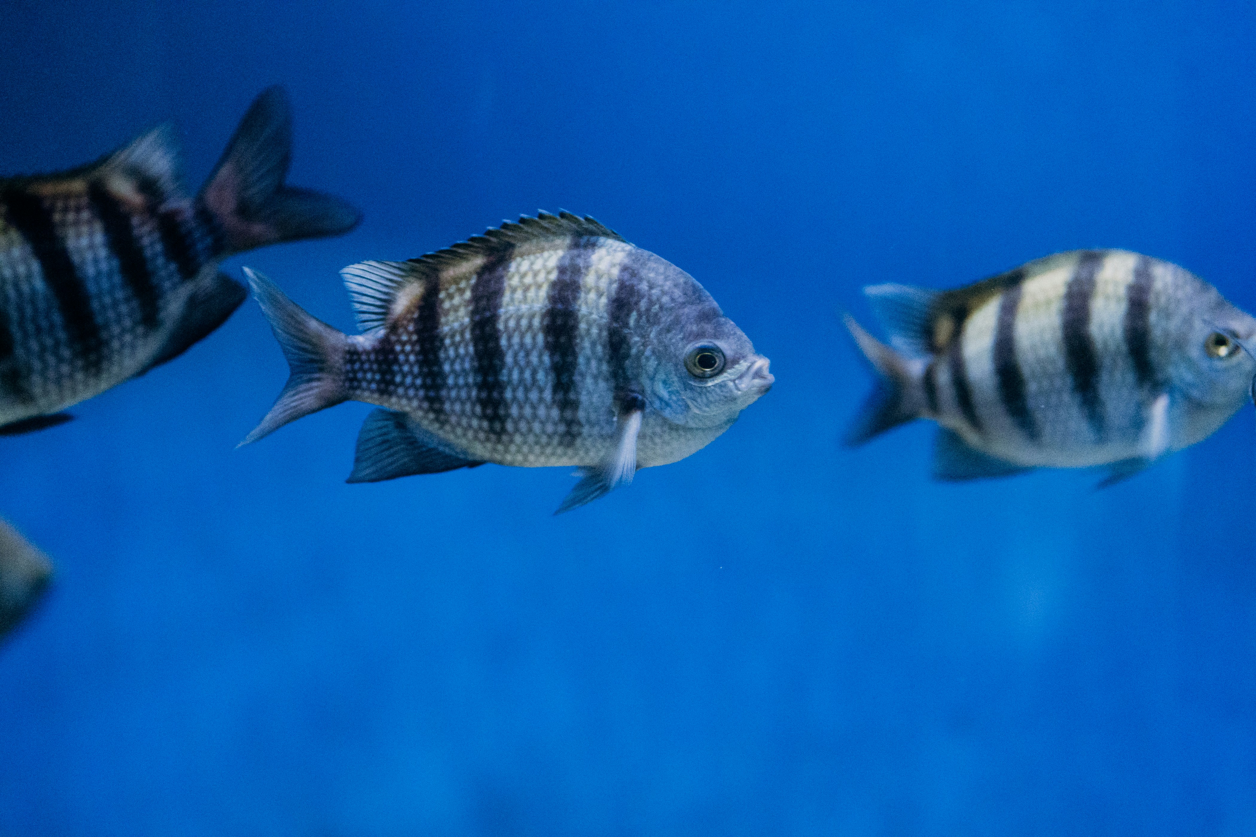 A group of black and white fish swimming in a tank photo – Free ...