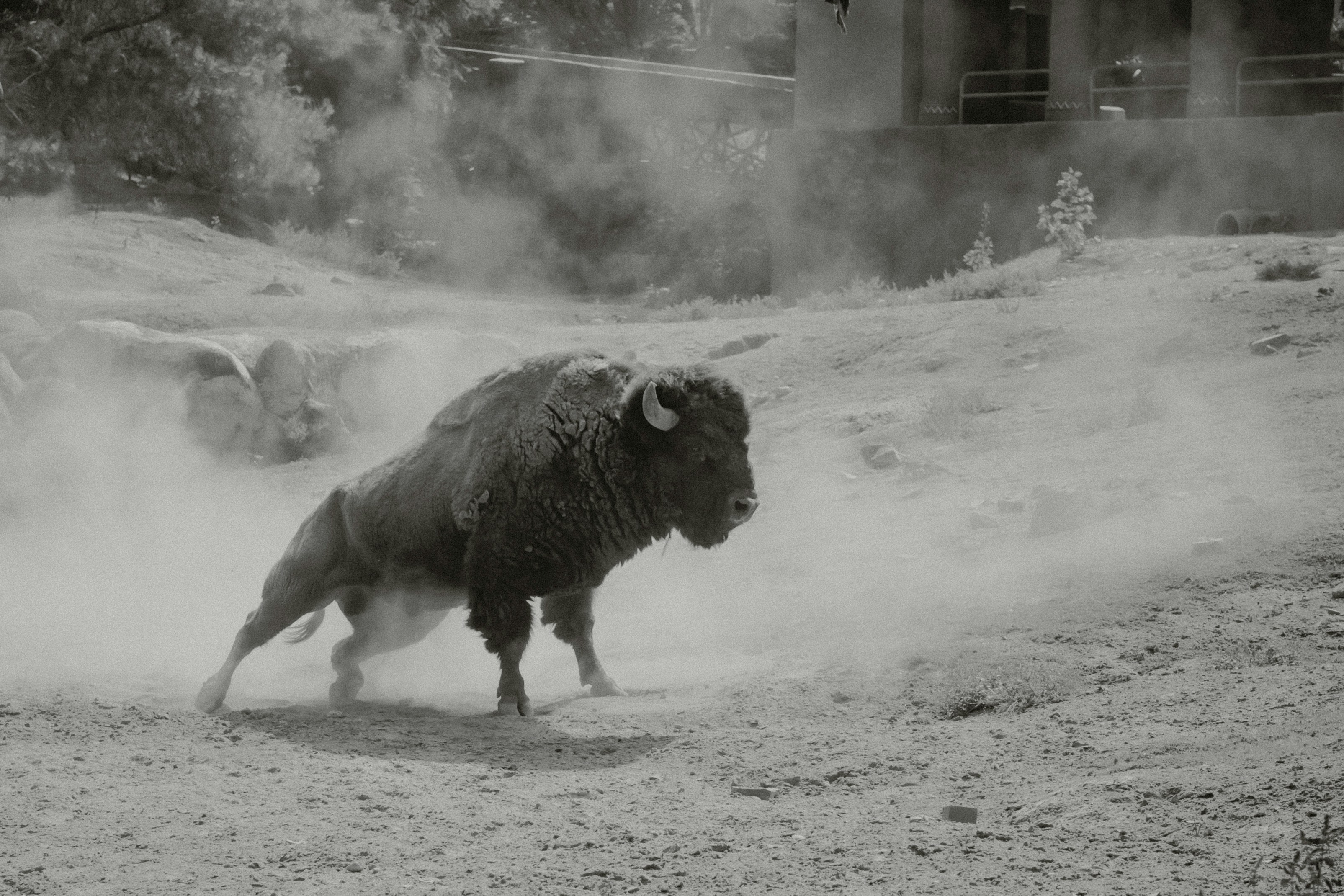 A bison is running in the dust in a black and white photo photo – Free ...