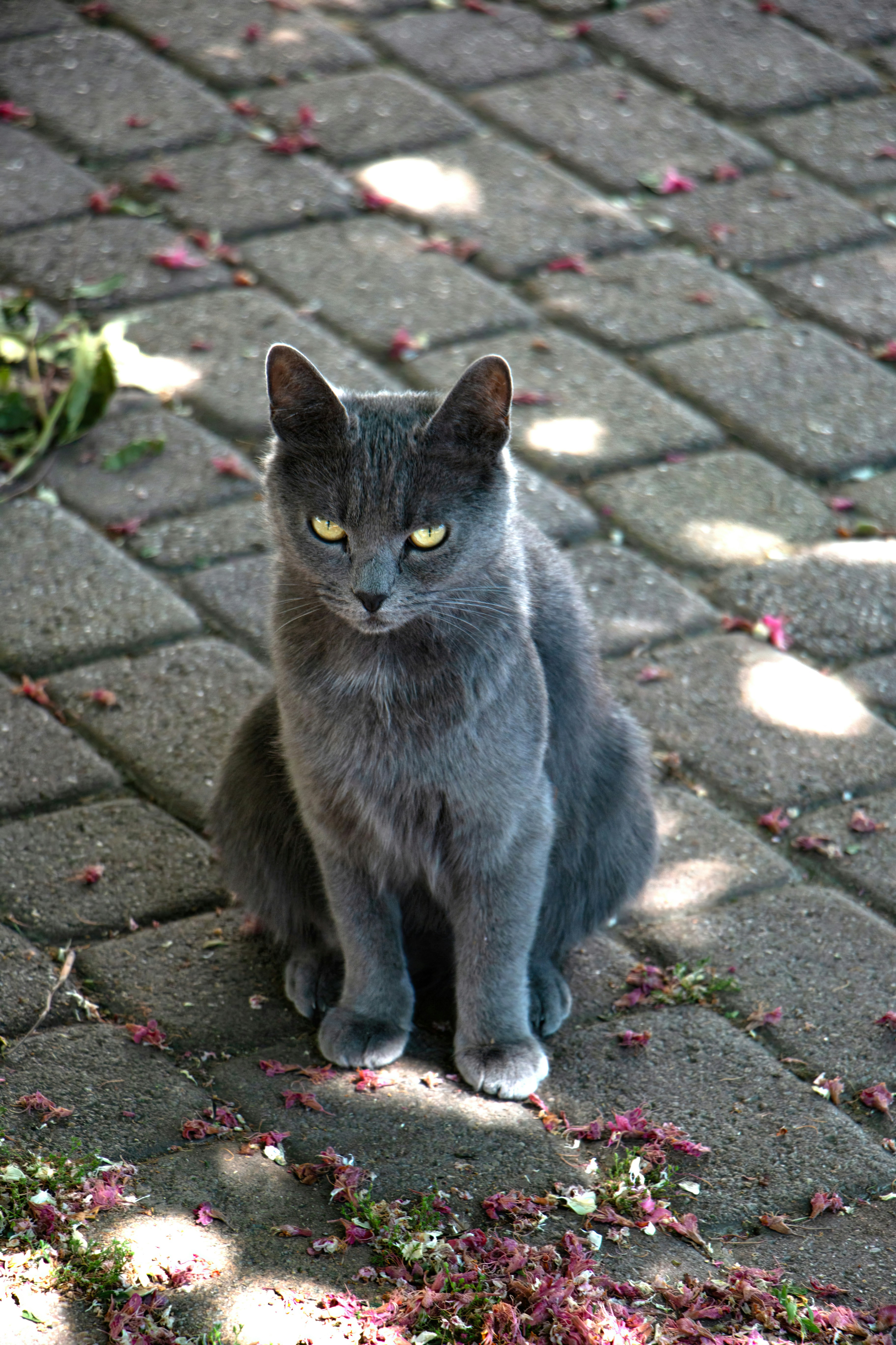 Grey Cat in Dappled Light: Quiet Confidence on a Petal-Strewn Brick Path