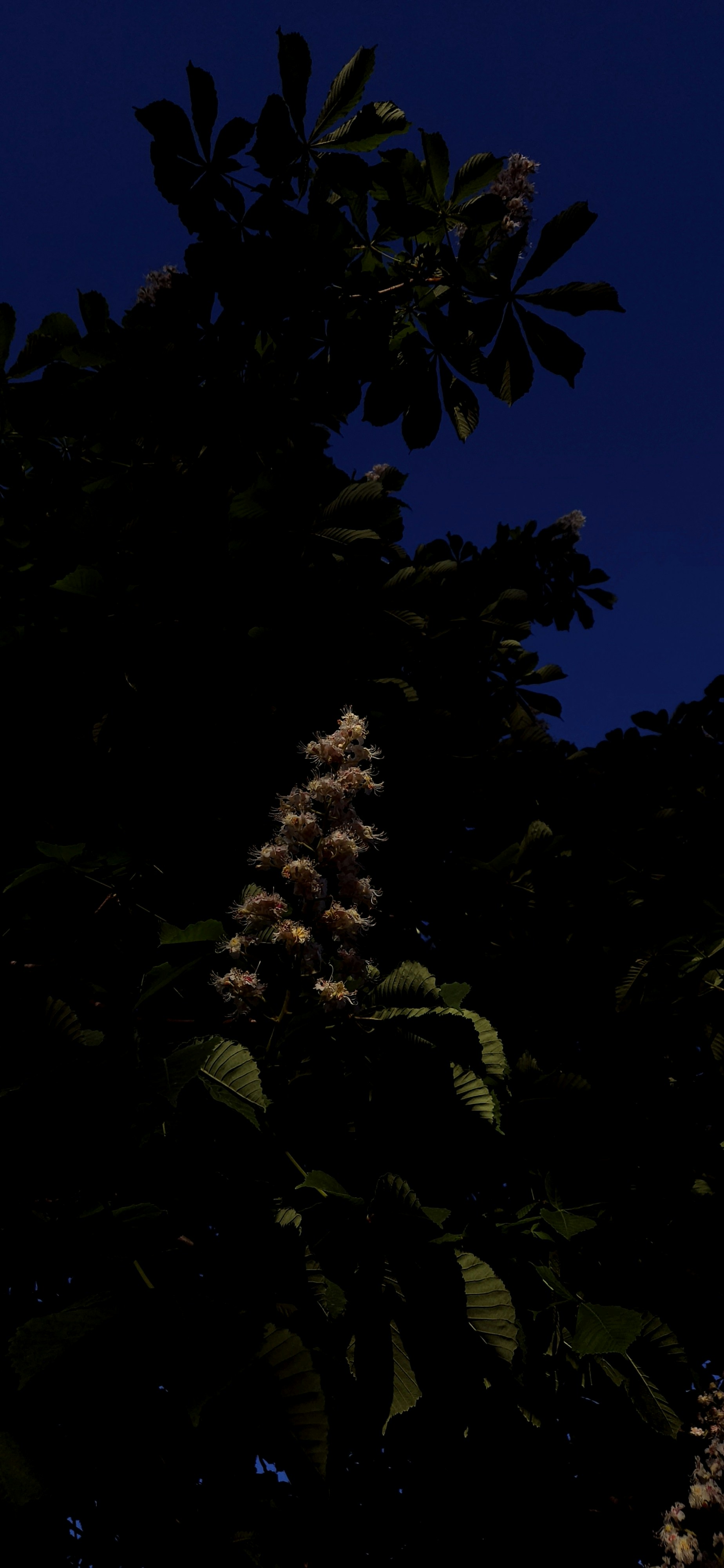 Moonlit Cluster: White Blooms Piercing the Indigo Canopy