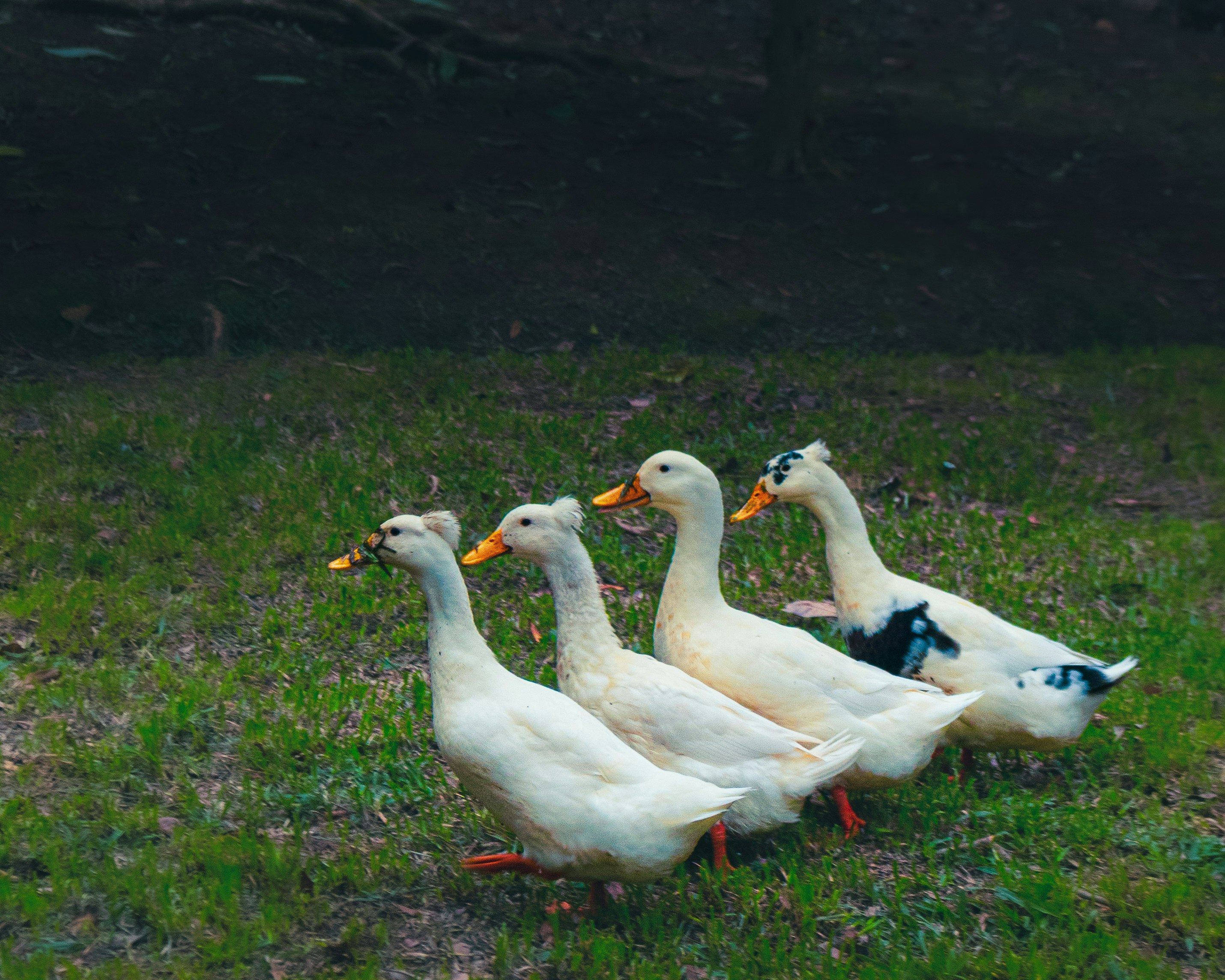 A group of ducks walking across a lush green field photo – Free Duck ...