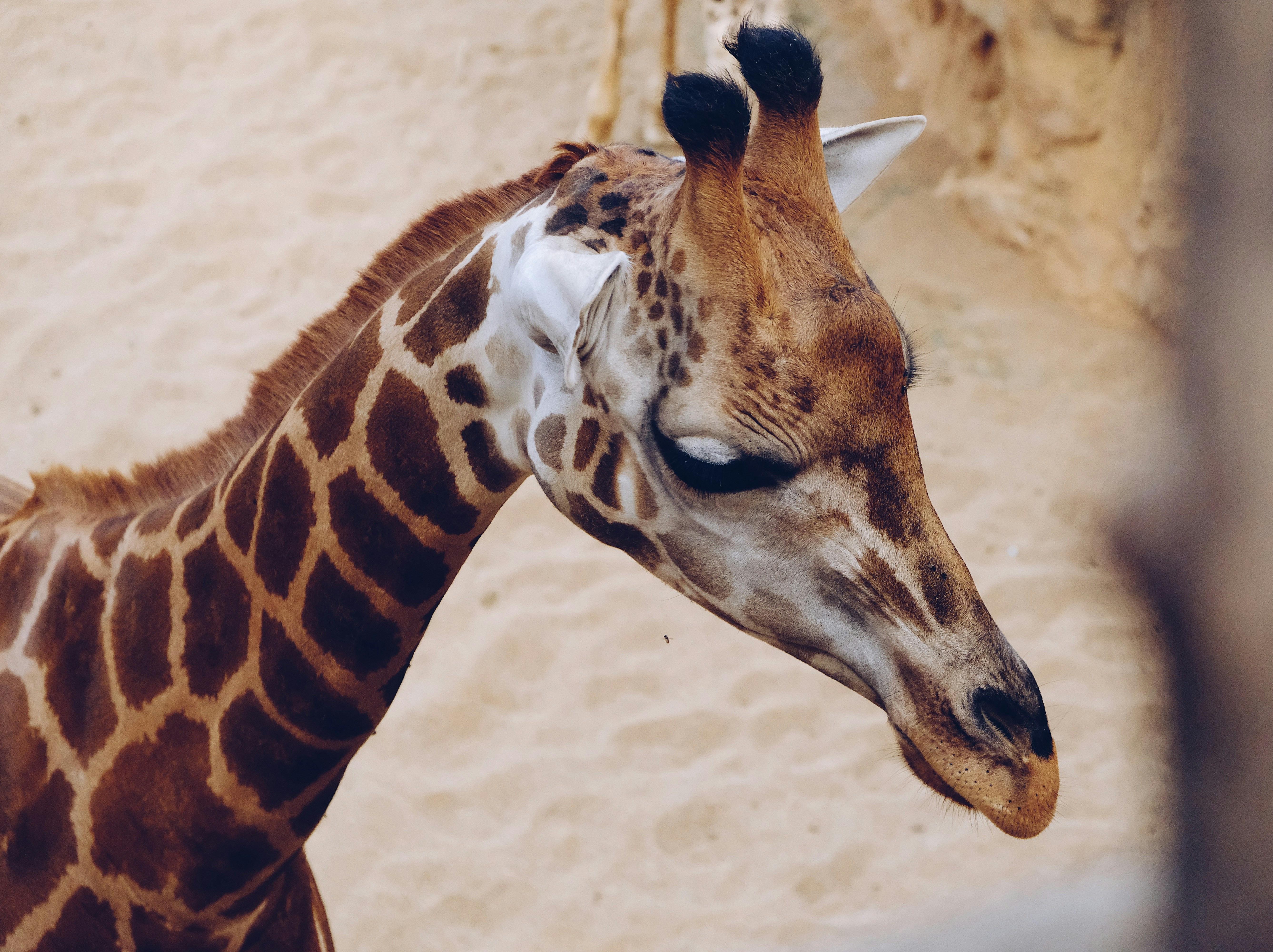 A giraffe standing next to a sandy wall photo – Free València Image on ...