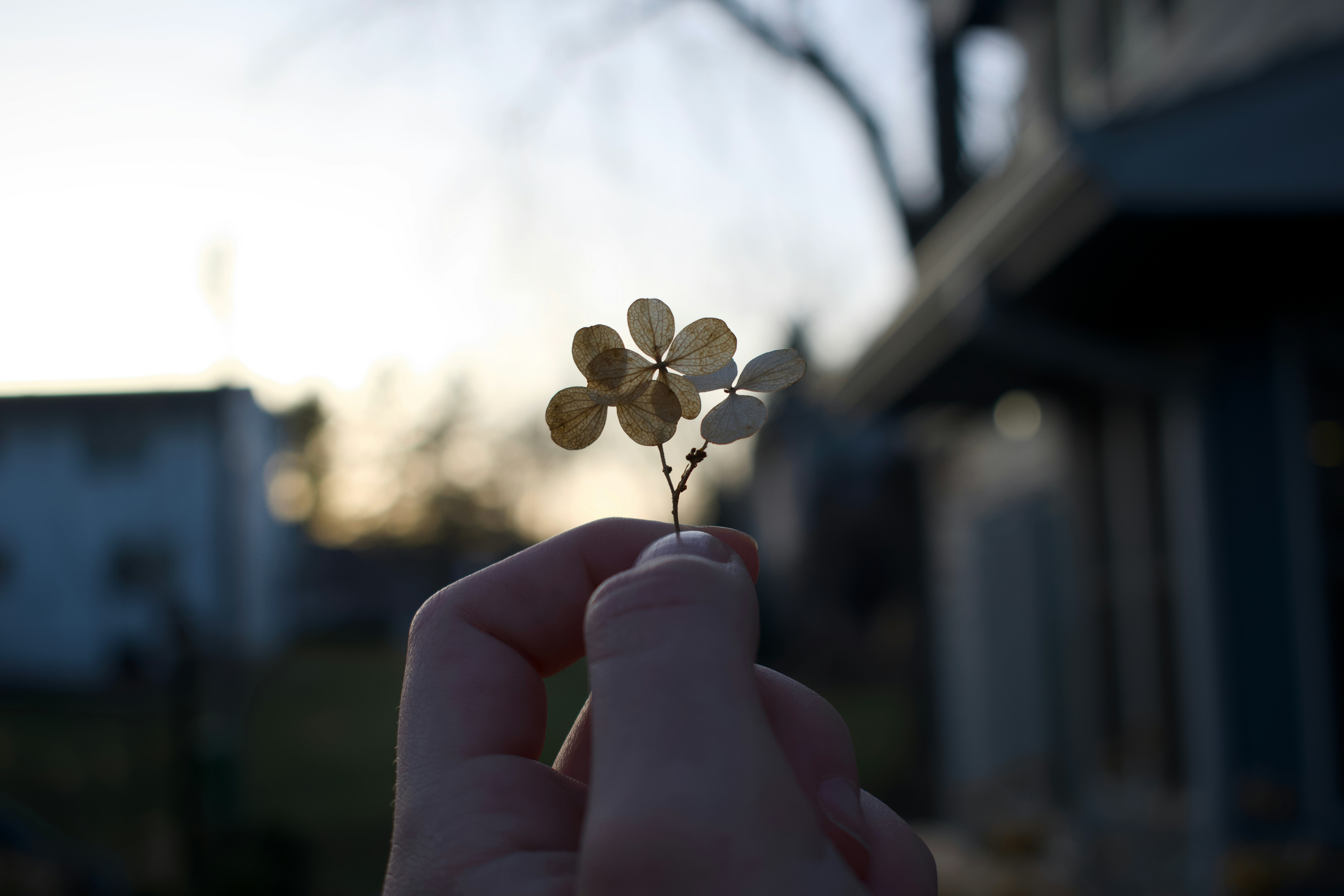Handheld Four-Leaf Moment: Delicate Clover Against a Blurred Suburban Dusk