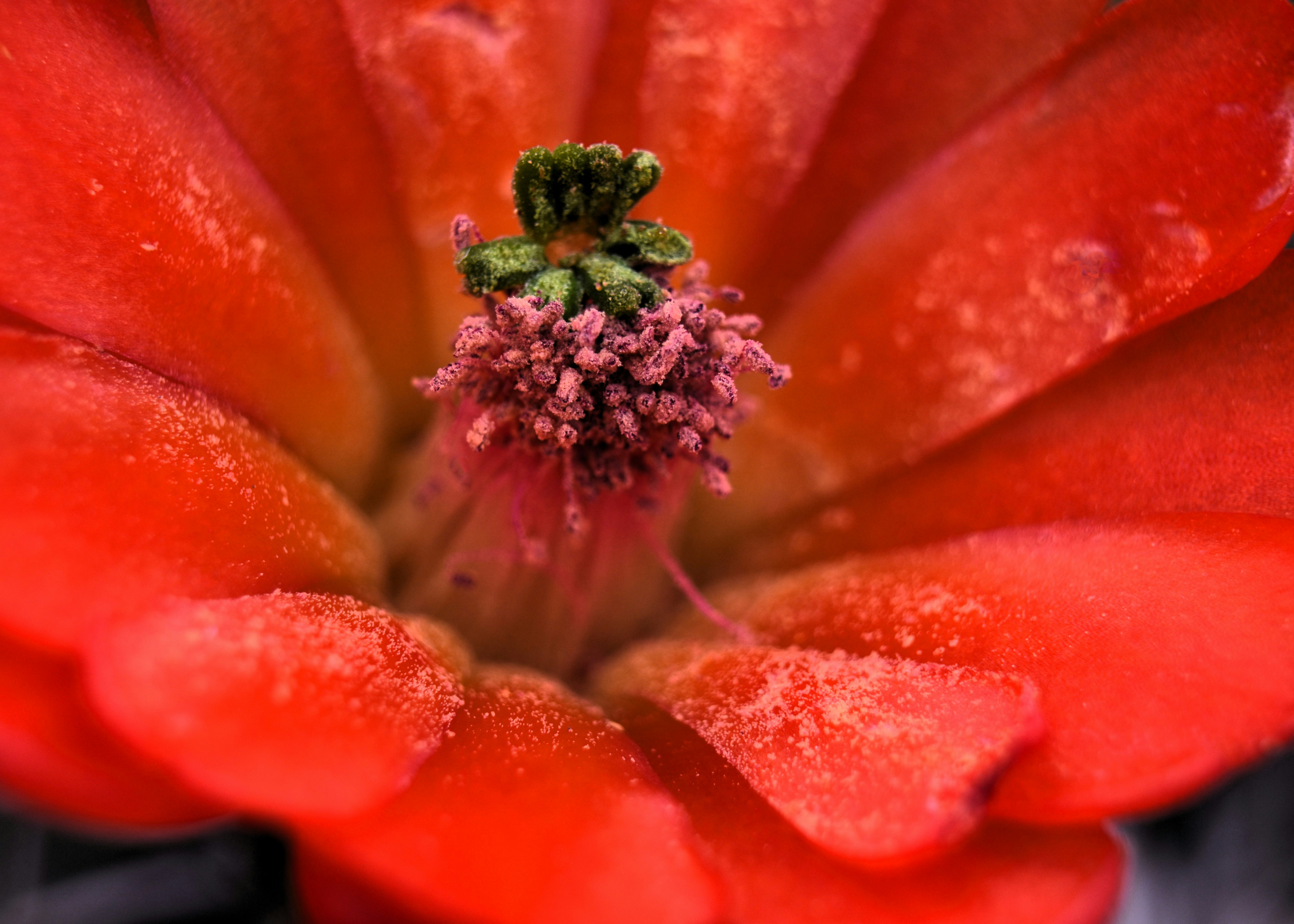 Crimson Core: Macro Portrait of Velvet Petal Center