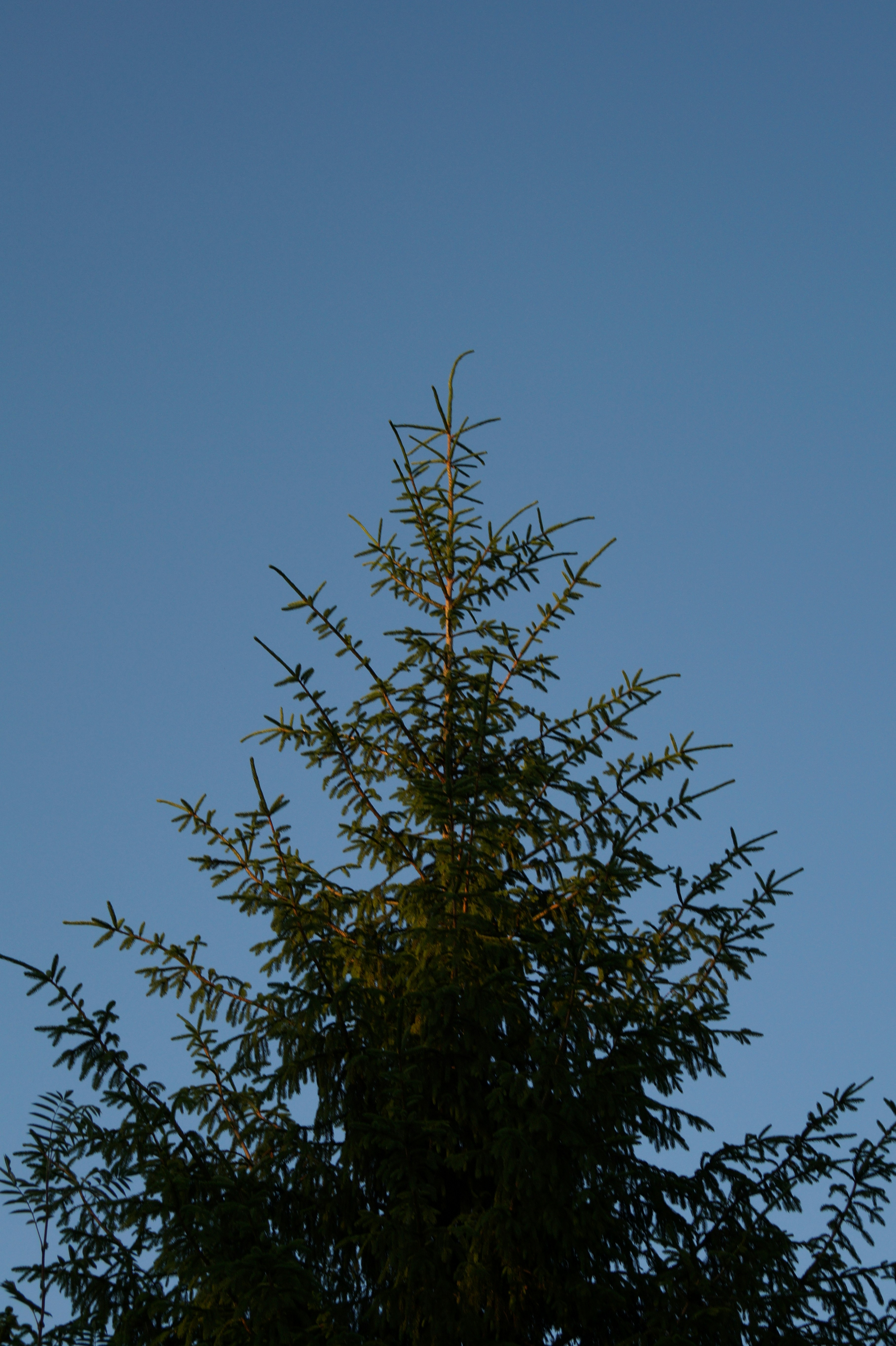 A tall evergreen tree stands against a clear blue sky, its branches forming a crisp silhouette. The scene emphasizes vertical form and tranquil, natural tones.