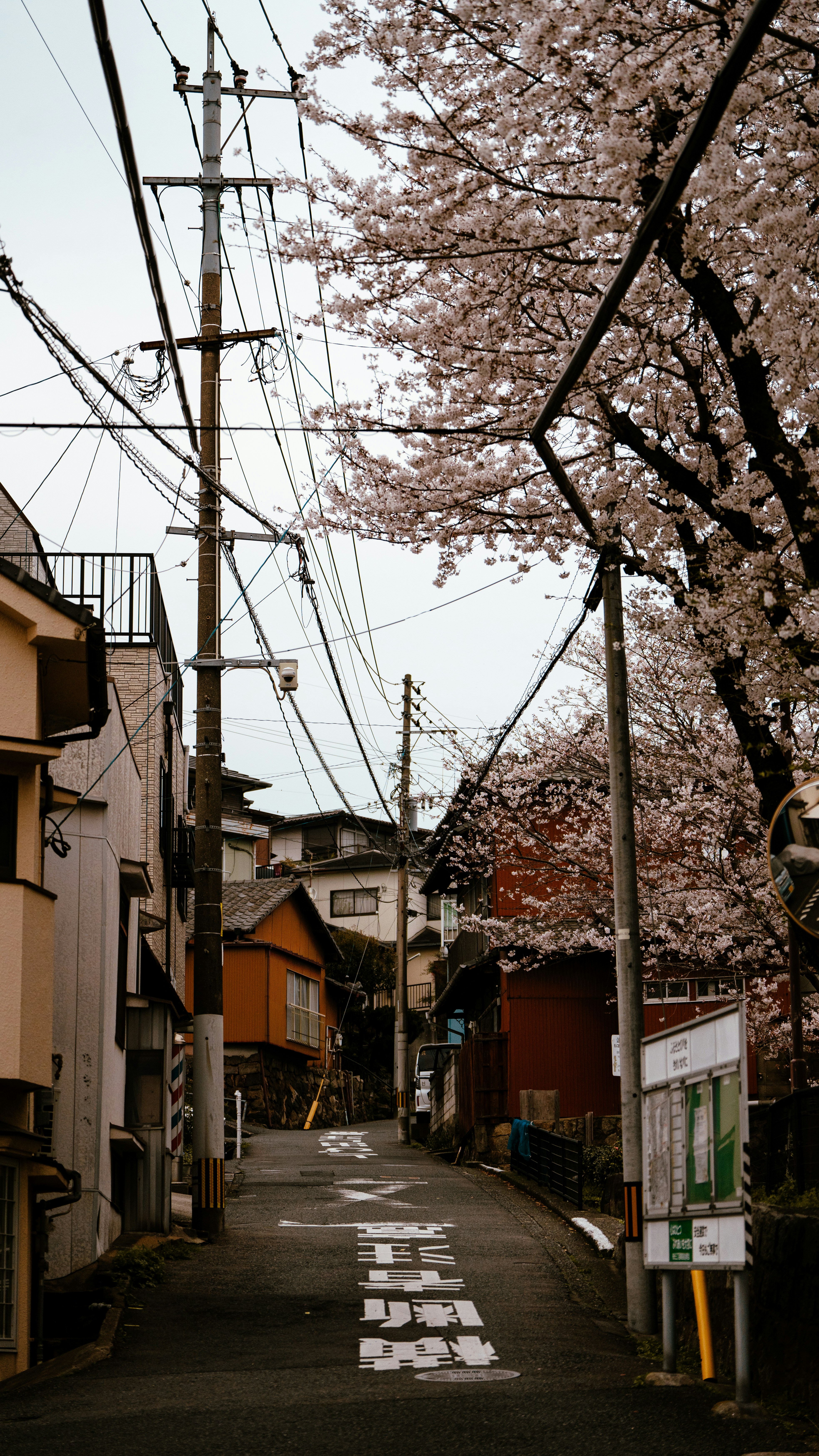 Sakura Arcades: A Narrow Street Framed by Blossoms and Wires