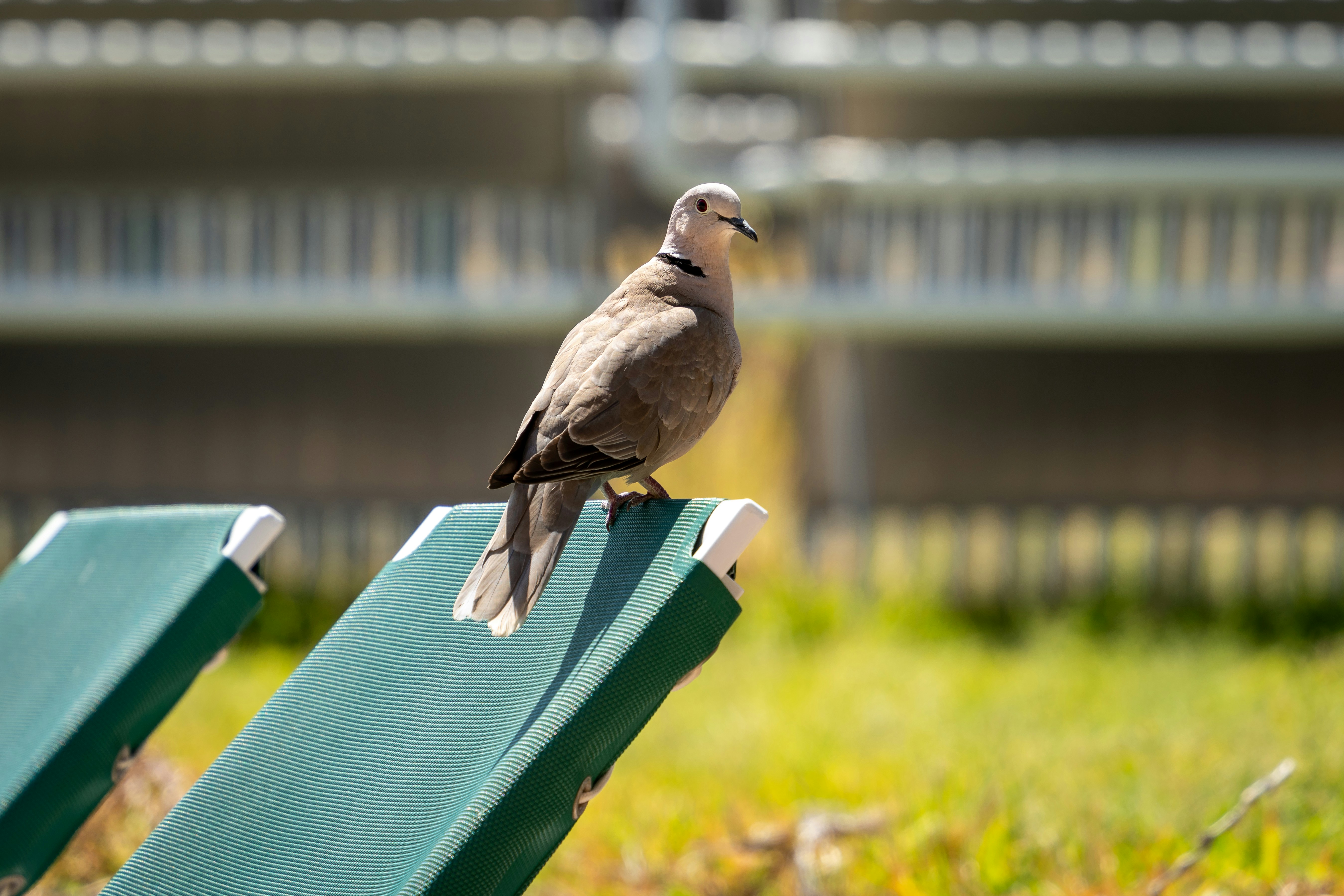 Perched Dove on a Sunlit Green Bench in a Quiet Park