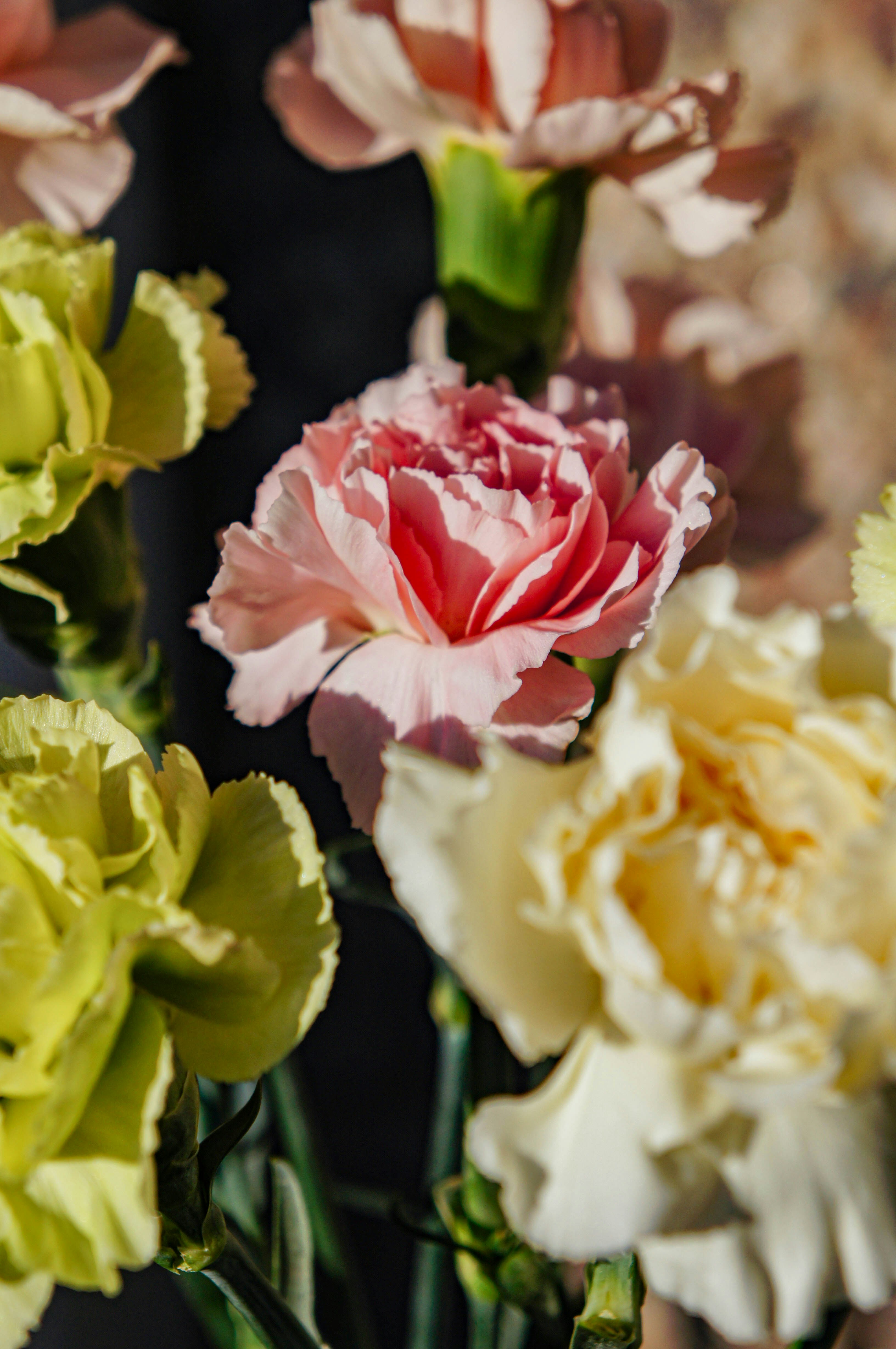 A vibrant display of pink and yellow carnations, showcasing their delicate petals and lush green stems against a softly blurred background.