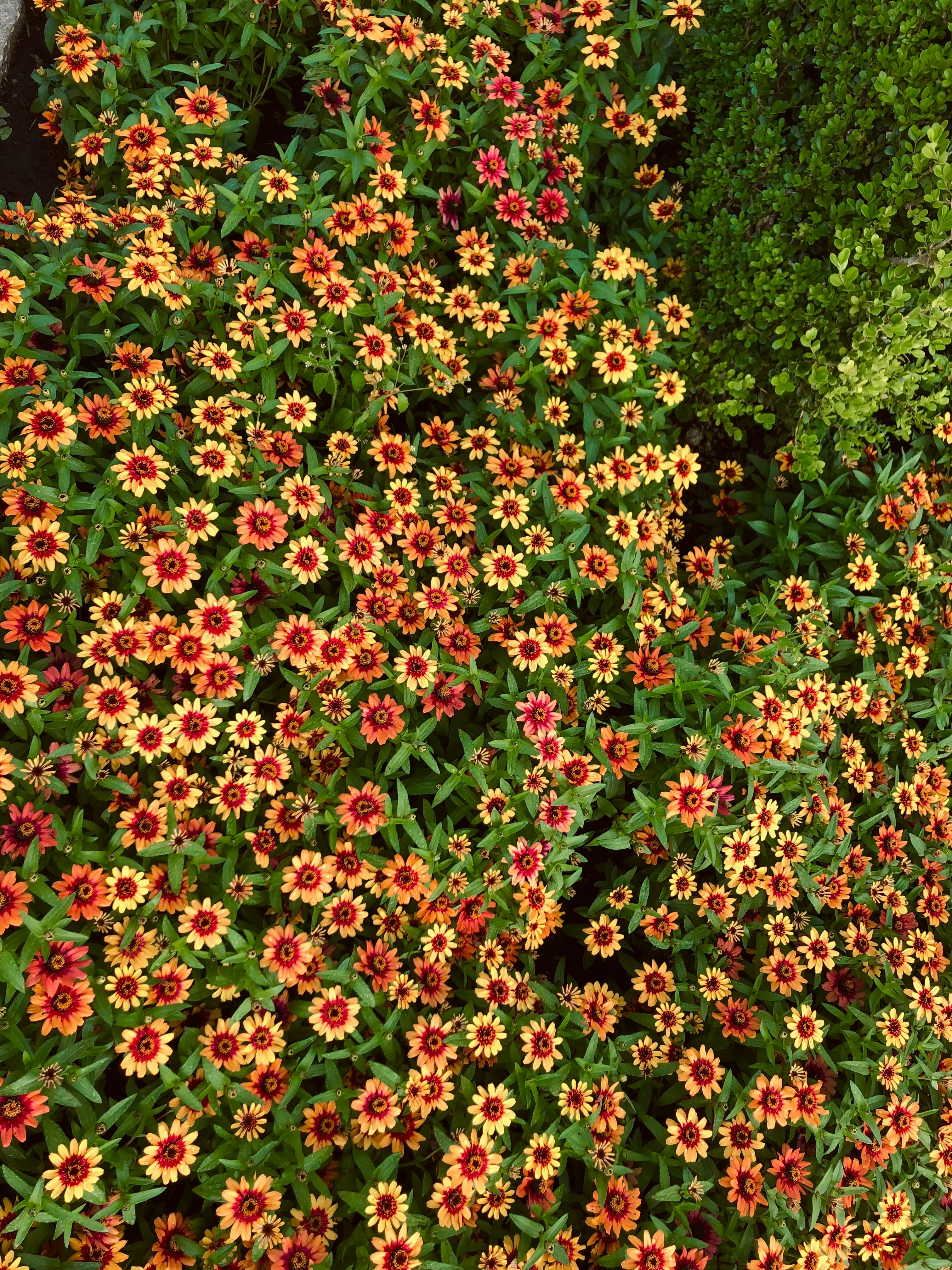 Sunlit Mosaic of Tiny Orange-Centered Daisies in a Green Patch