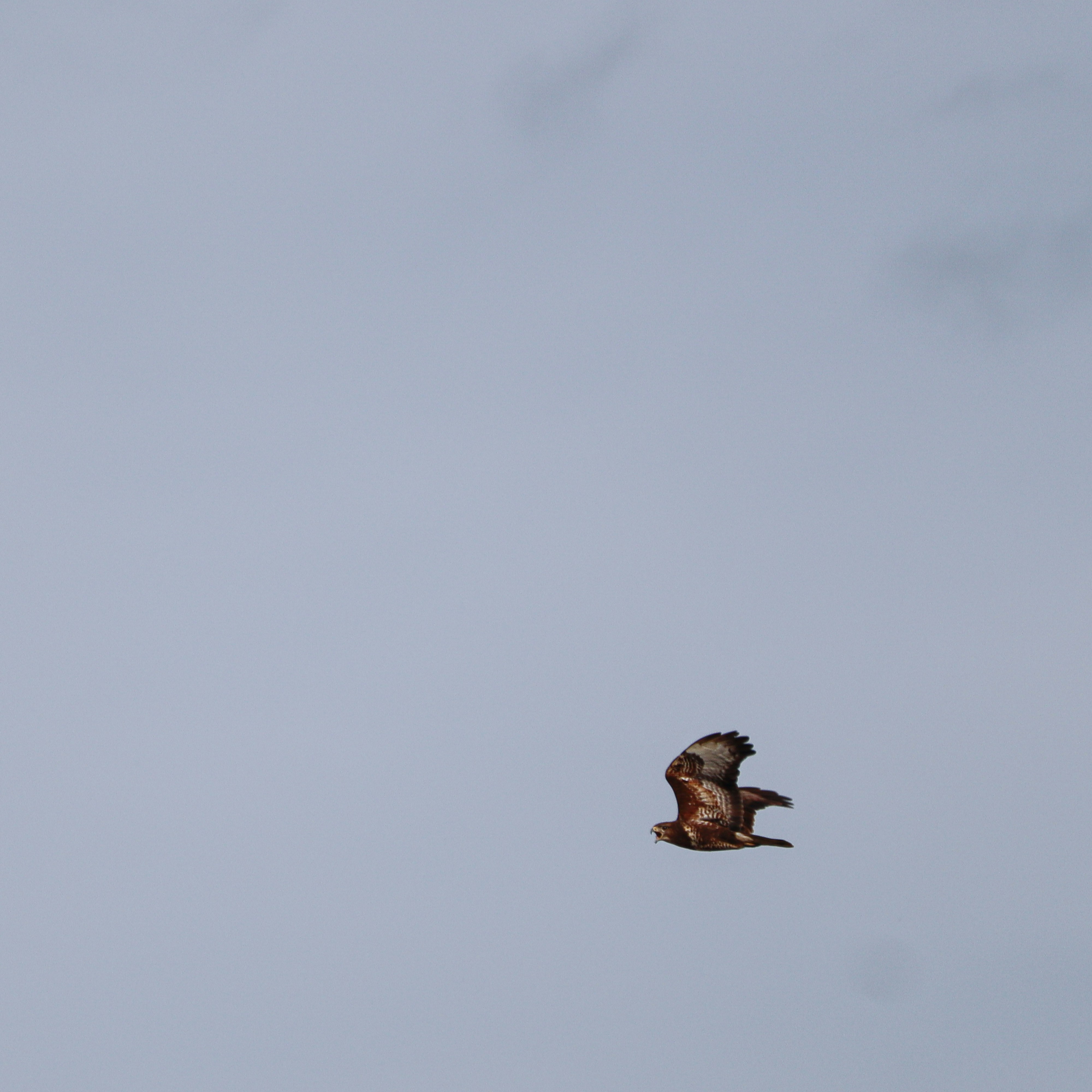 Lone Raptor Soars Across a Pale Sky