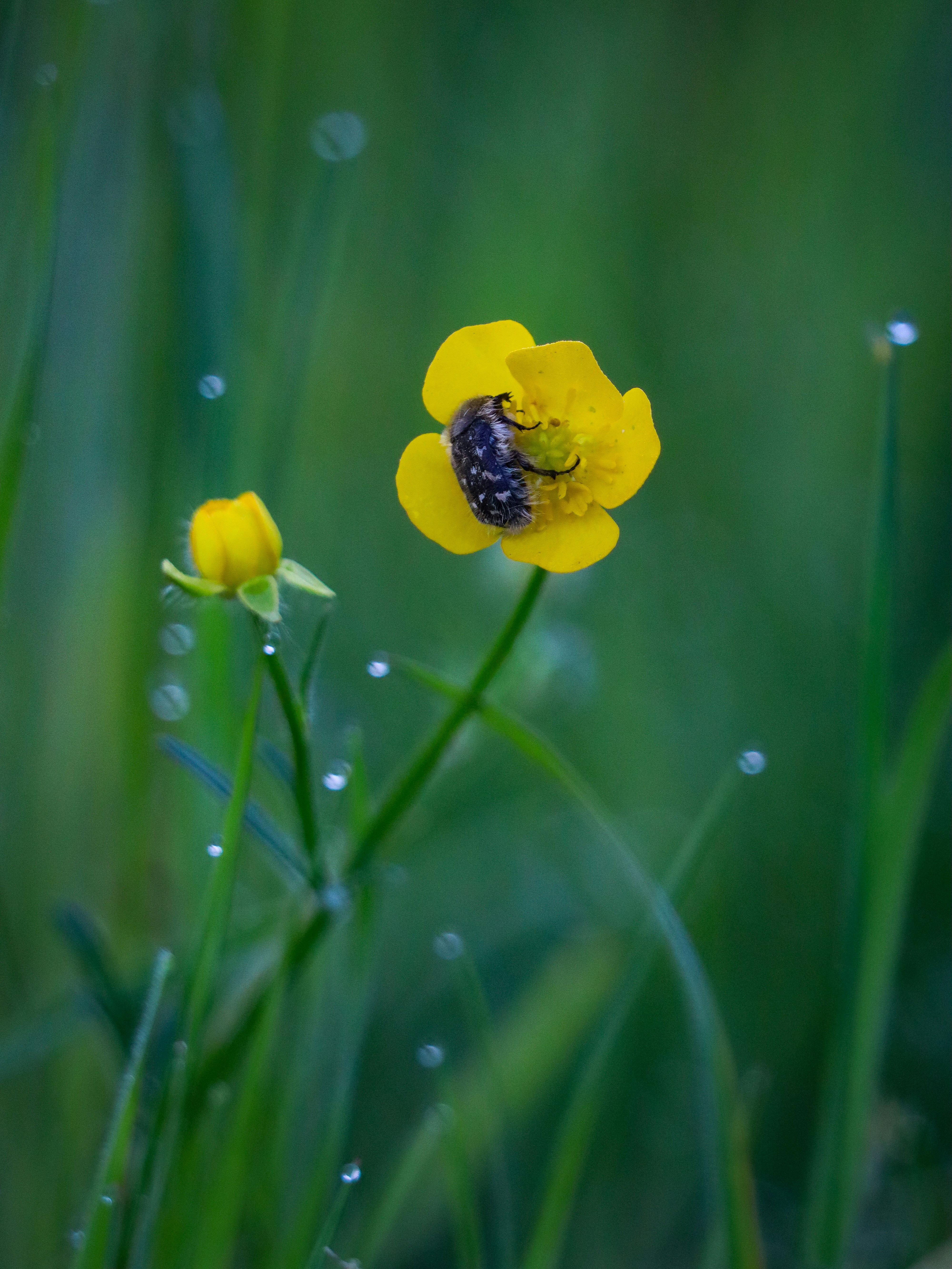 Bee on a Golden Flower in Dew-kissed Field
