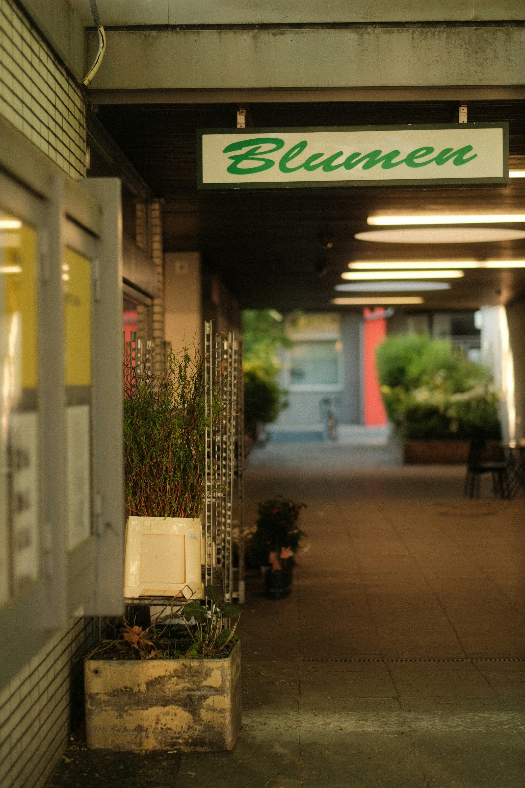 Blumen Under the Arcade: A Quiet Corridor of Green and Warm Light