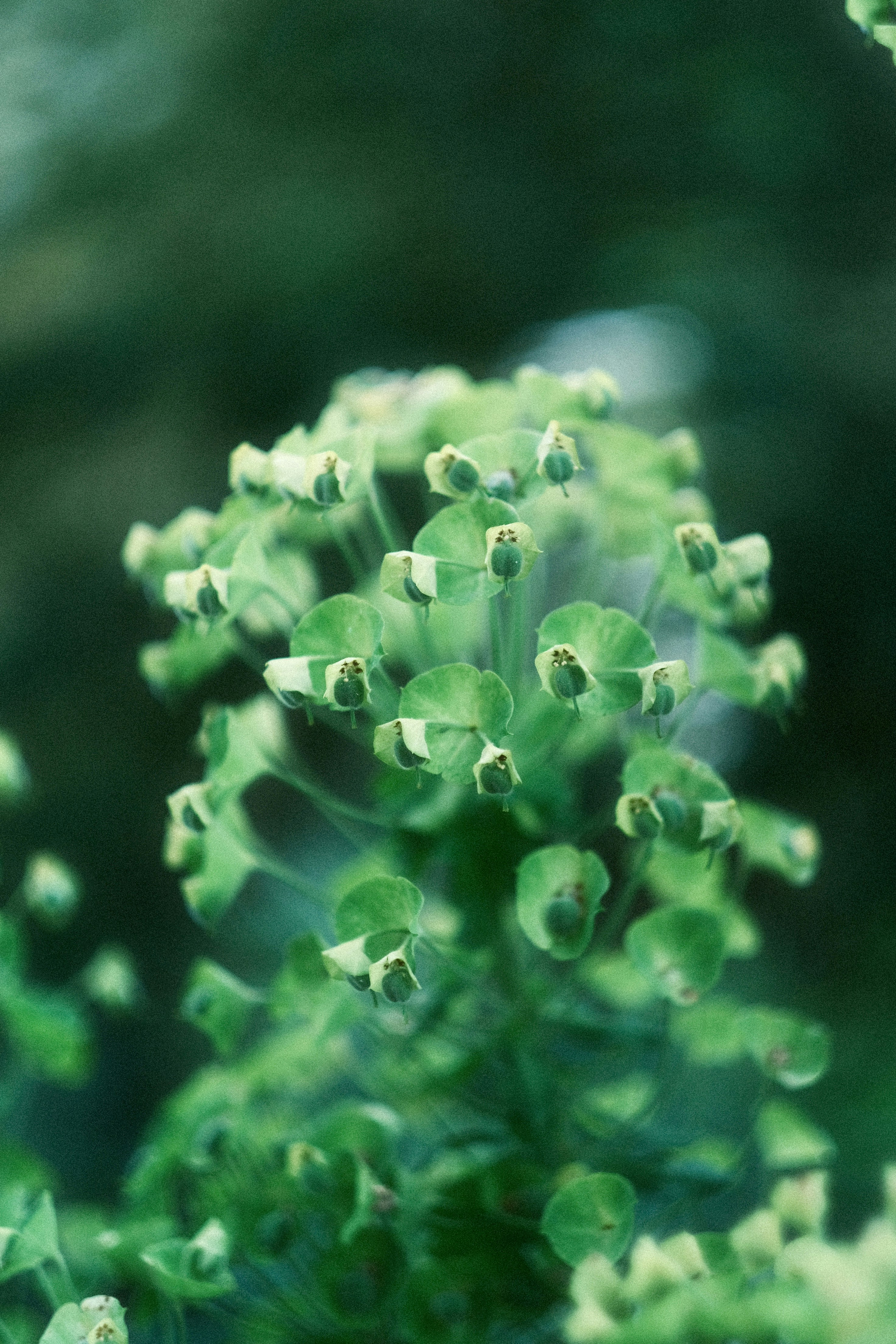 Emerald Cascade: macro close-up of a green flowering cluster