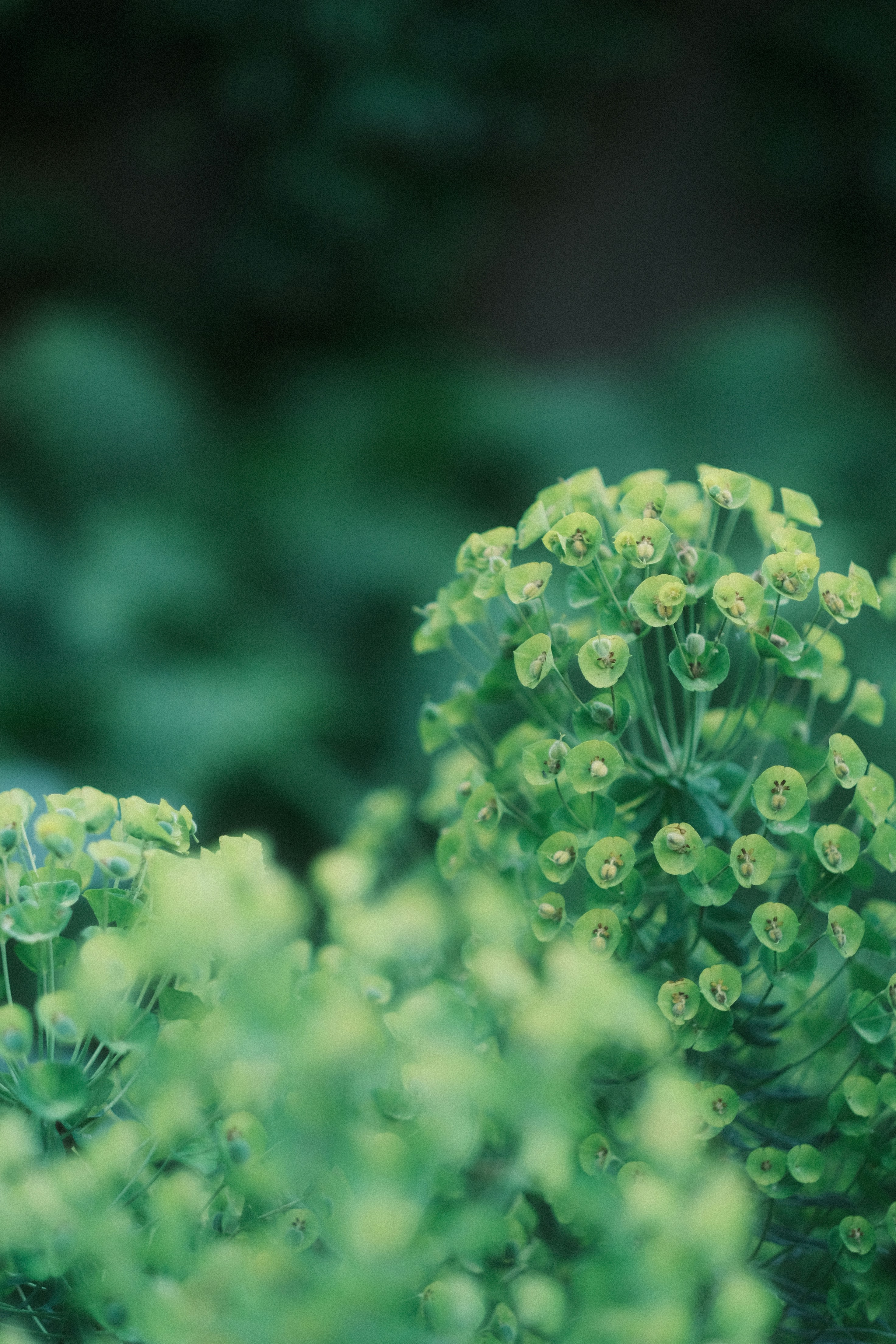 Verdant Orbs: Macro Portrait of Pale-Green Seed Heads
