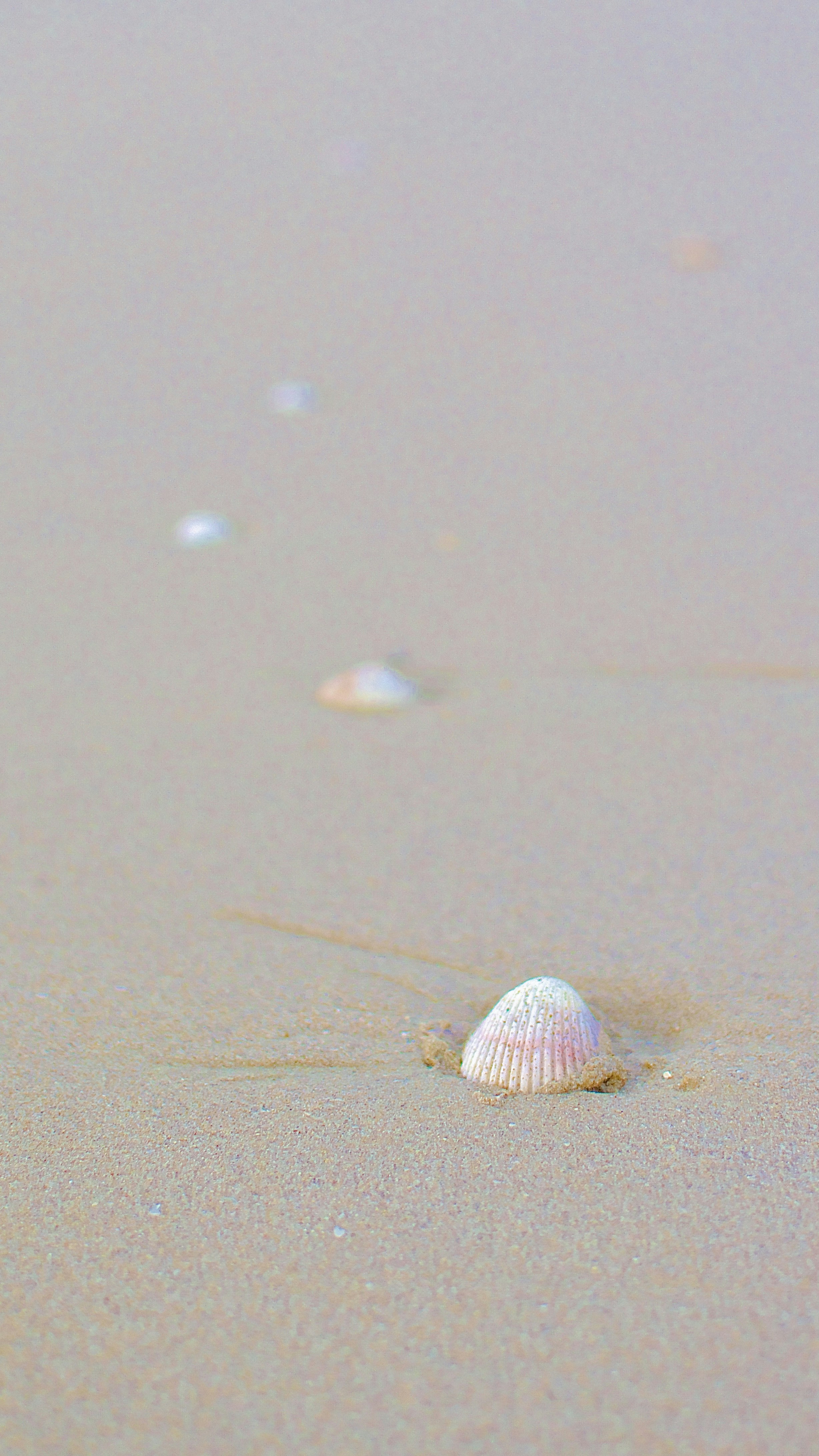 a small shell on a sandy beach near the waterAlbert Vinas