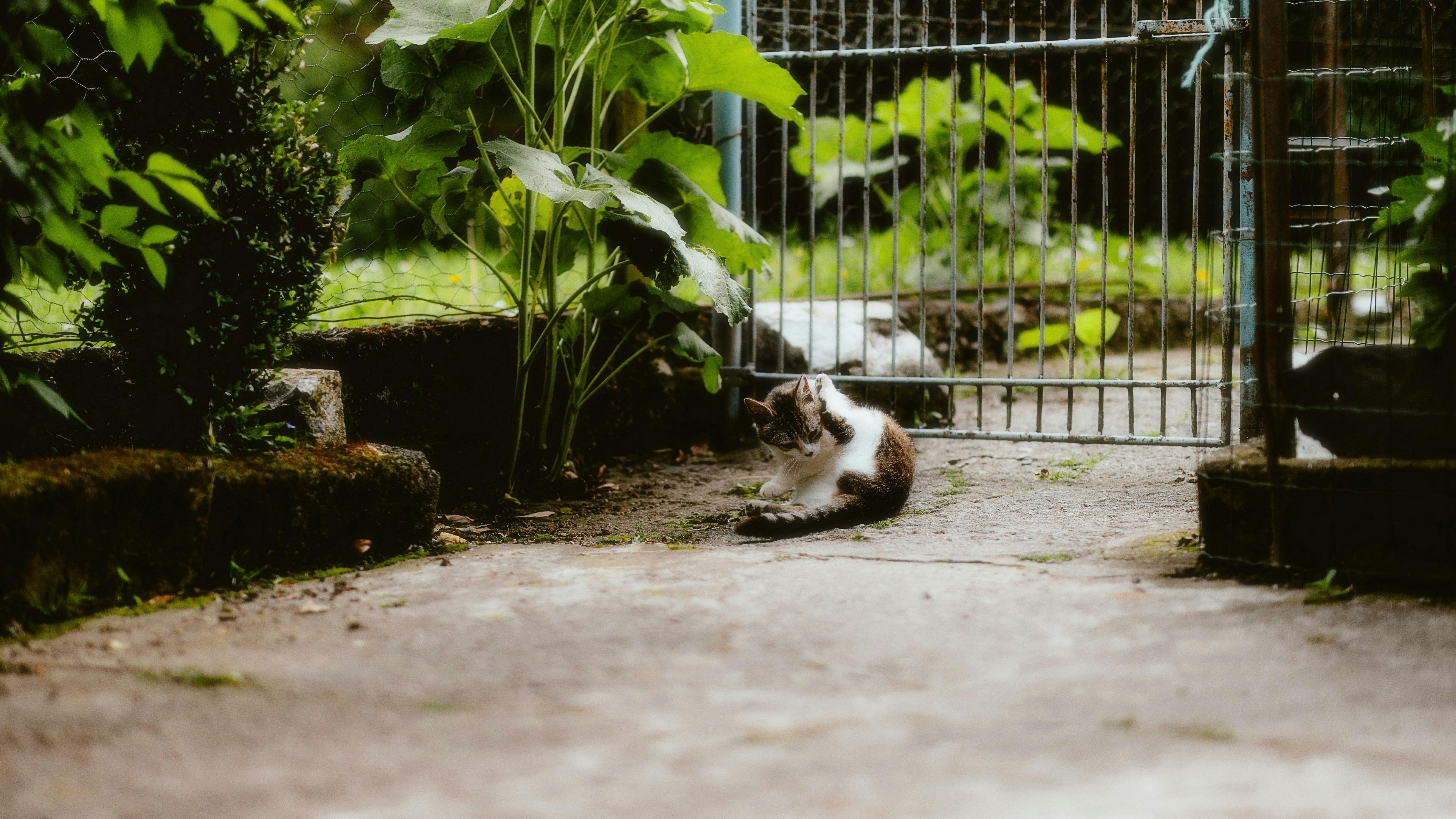 Quiet Gatekeeper: A Cat Resting in Dappled Garden Light
