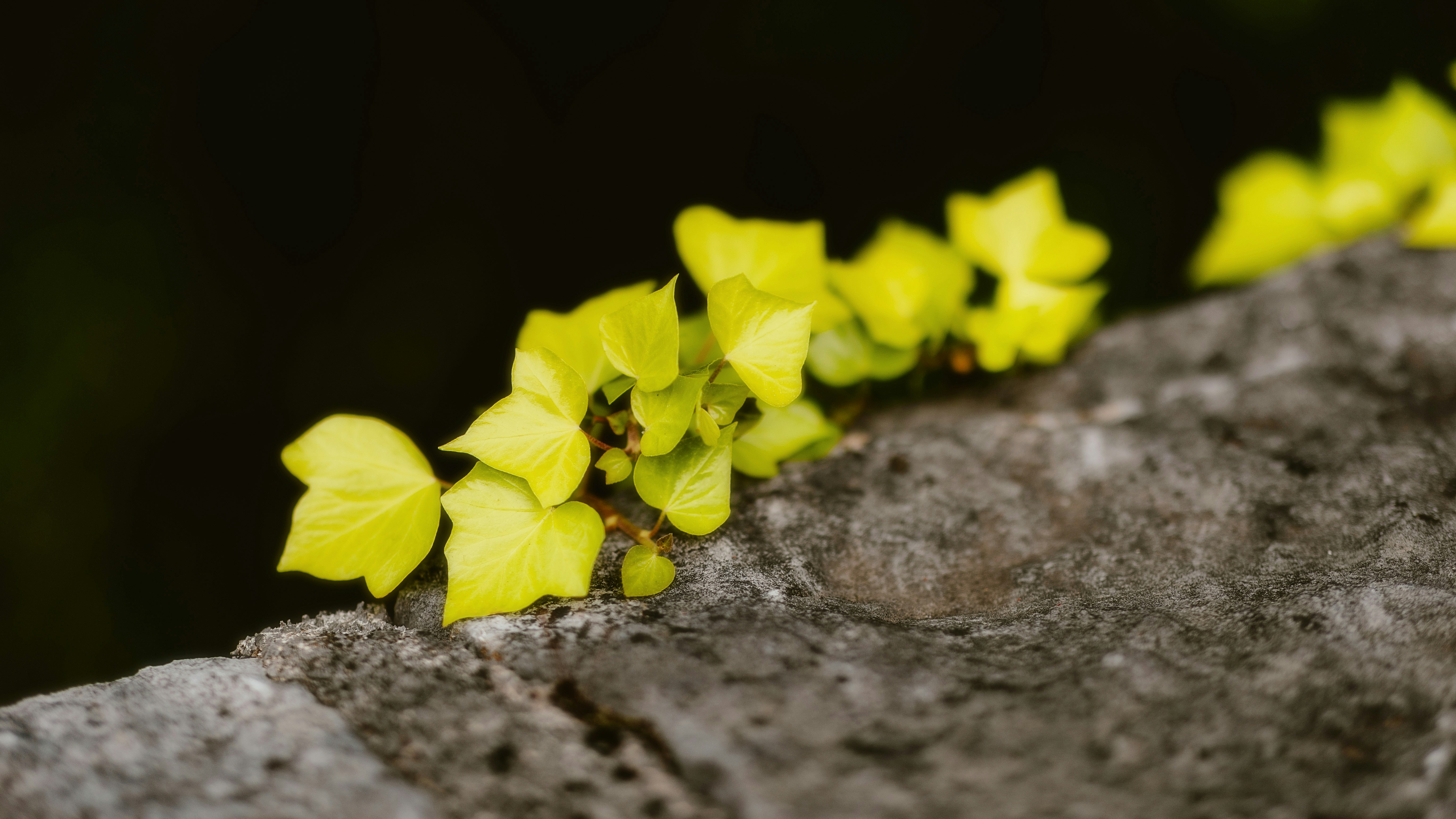 Sunlit Yellow Blooms Weaving Color Across Weathered Stone