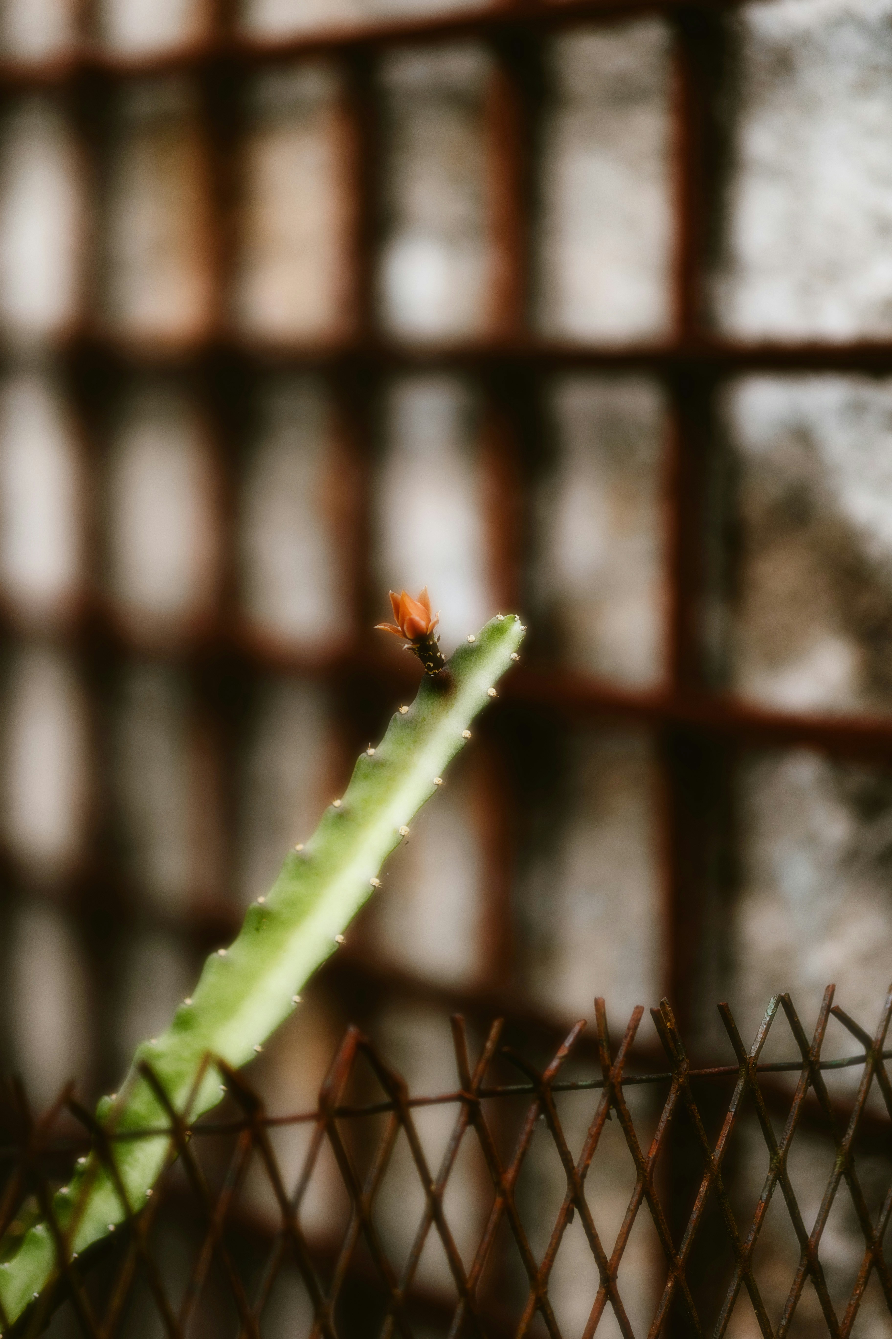 Tender Bud in a Rusted Grid: A Cactus Sprout Reaching Through the Fence