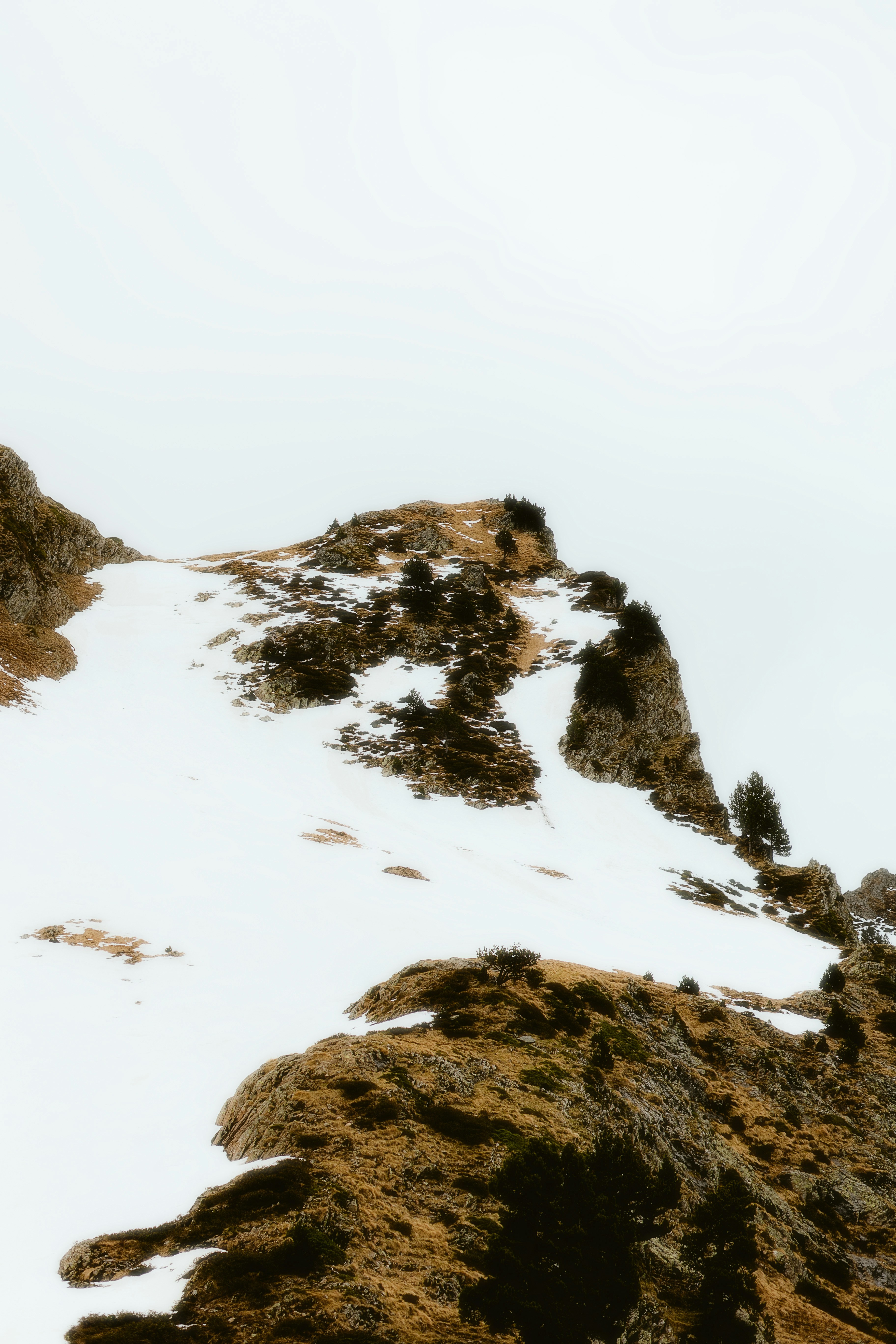 Snowbound Ridge: Pine Sentinels on the Cliff's Edge