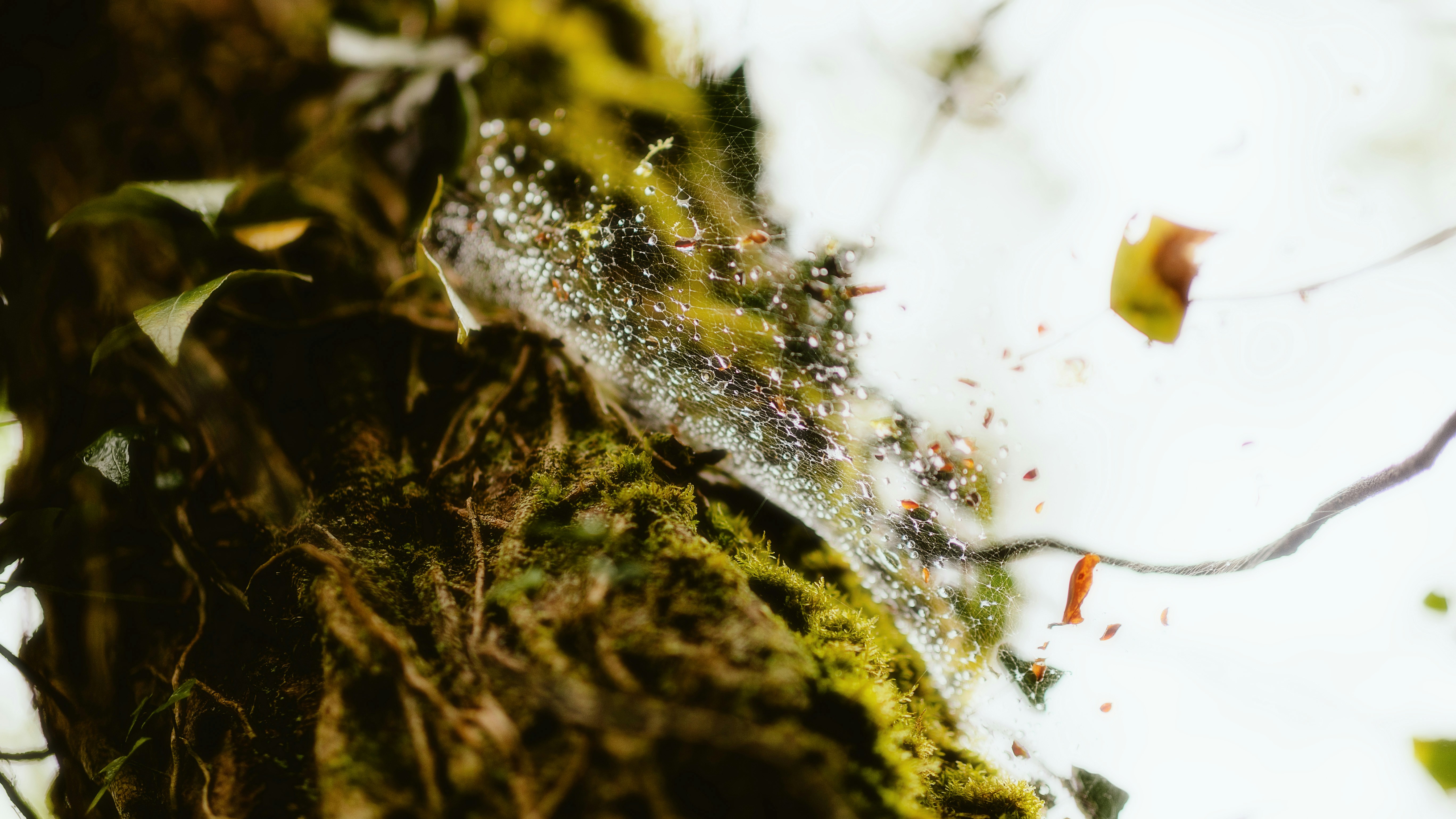 Droplet Lace Across a Mossy Crevasse