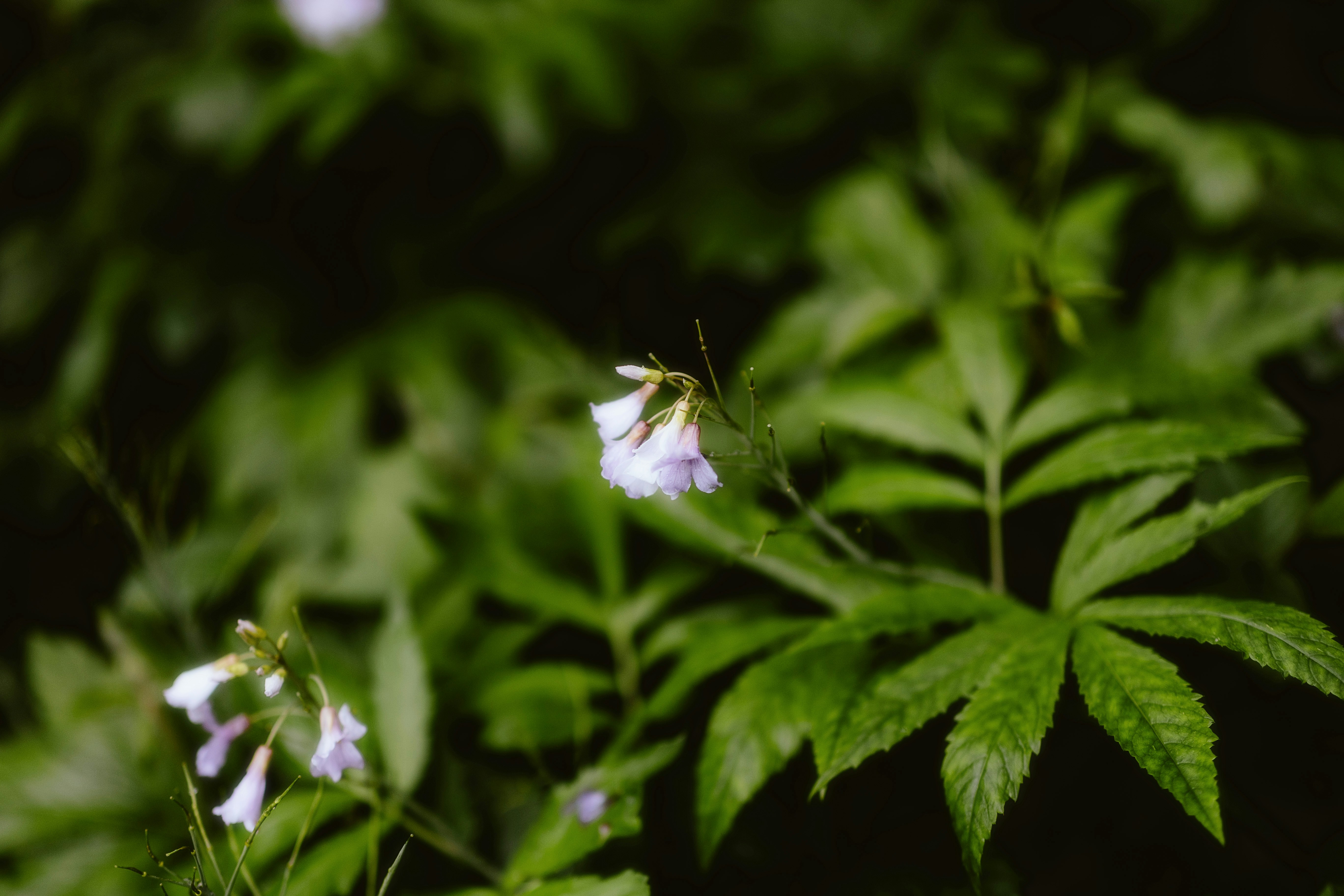 Tiny Bellflower on a Velvet Green Stage