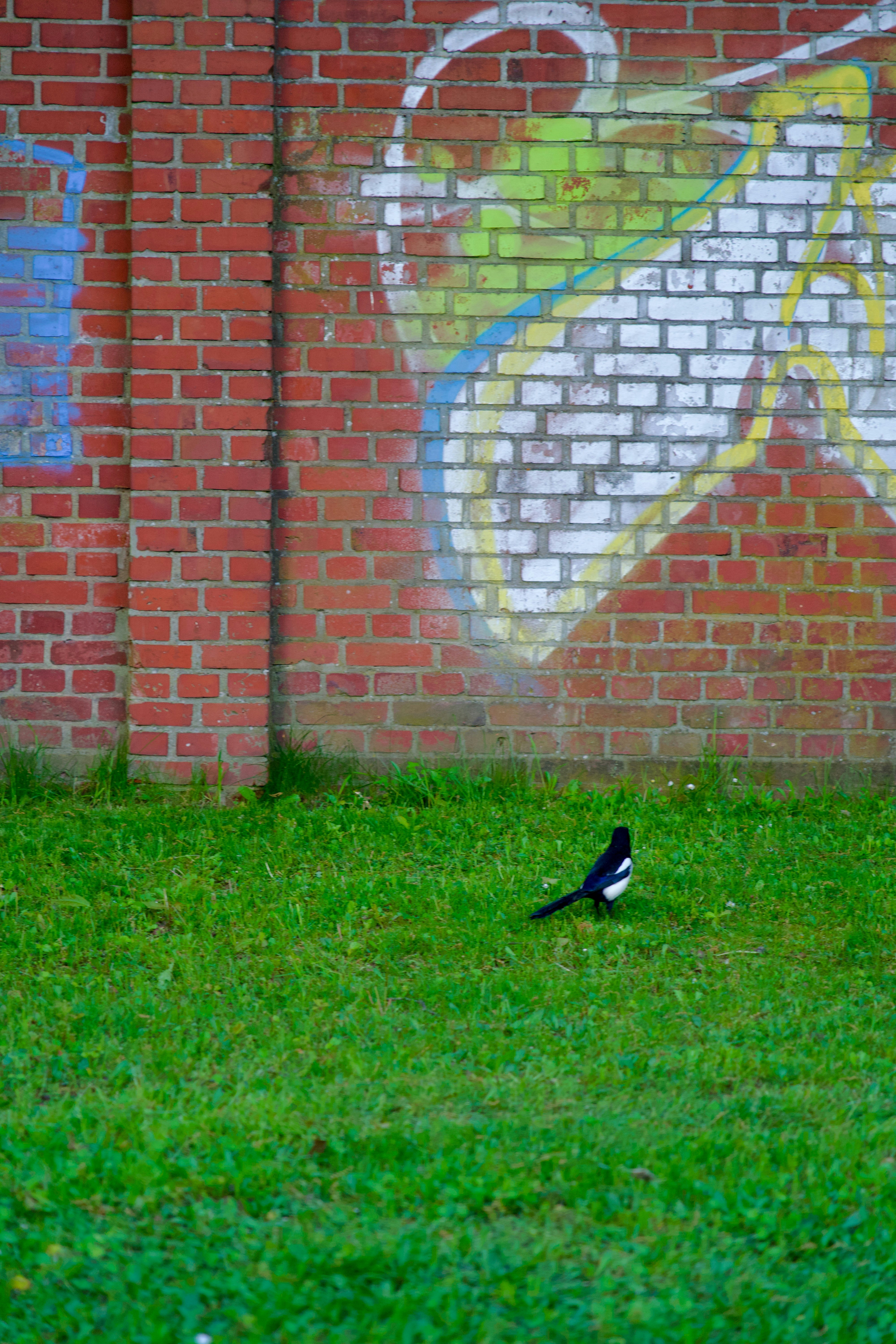 Magpie Pause by the Graffiti Brick Wall