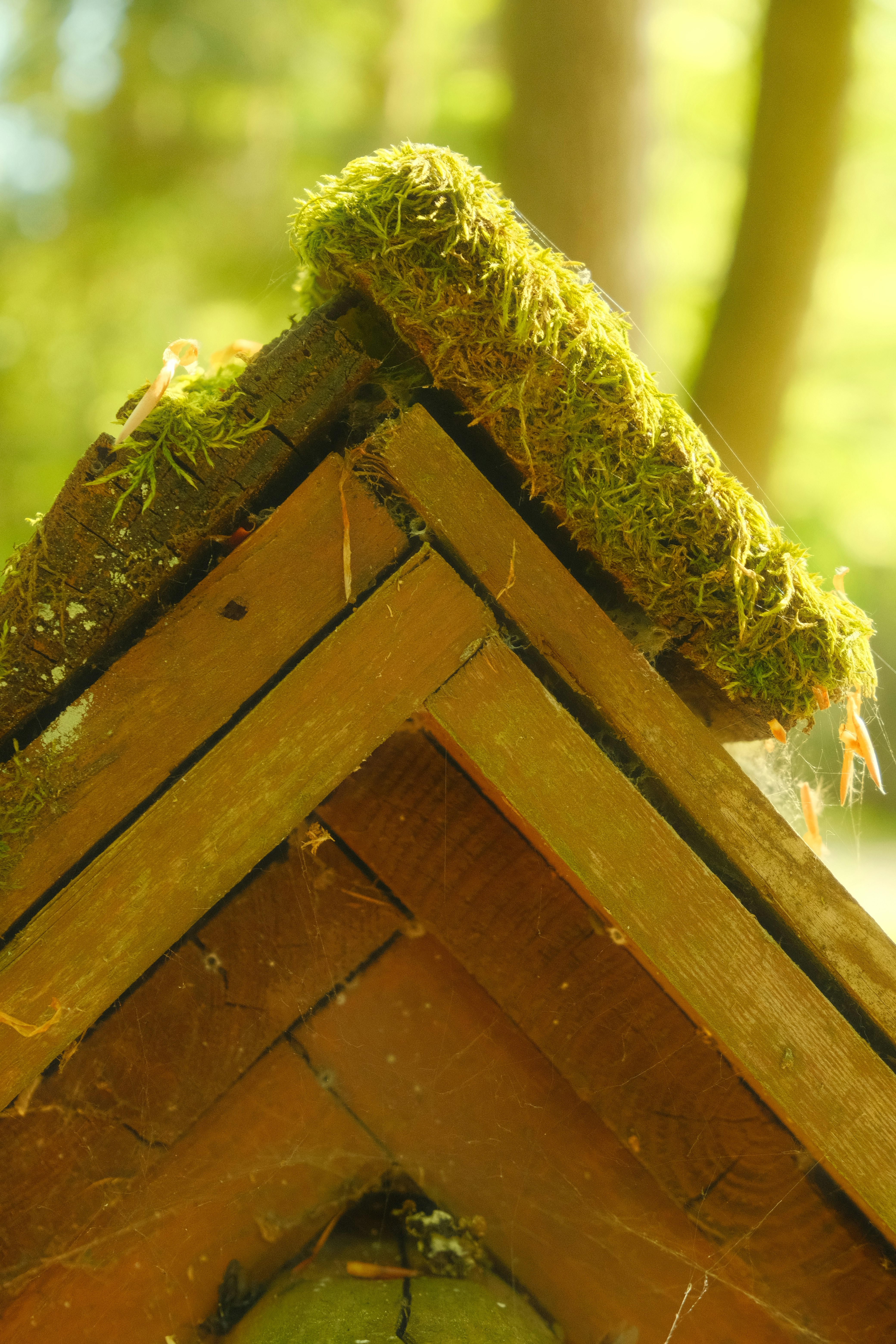 moss on the wooden roof nature forest