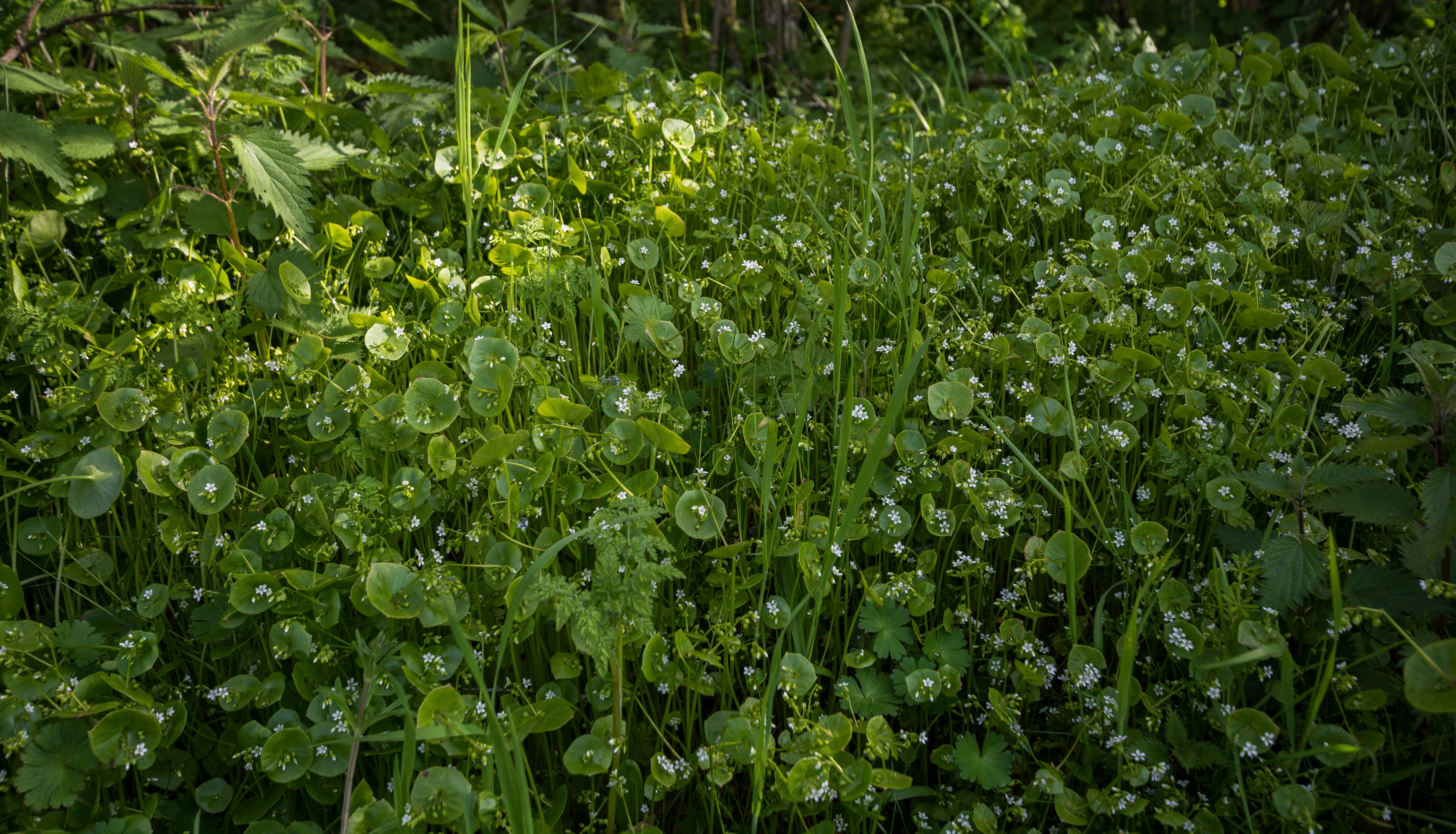 Dew-Kissed Clover Carpet in Quiet Morning Light