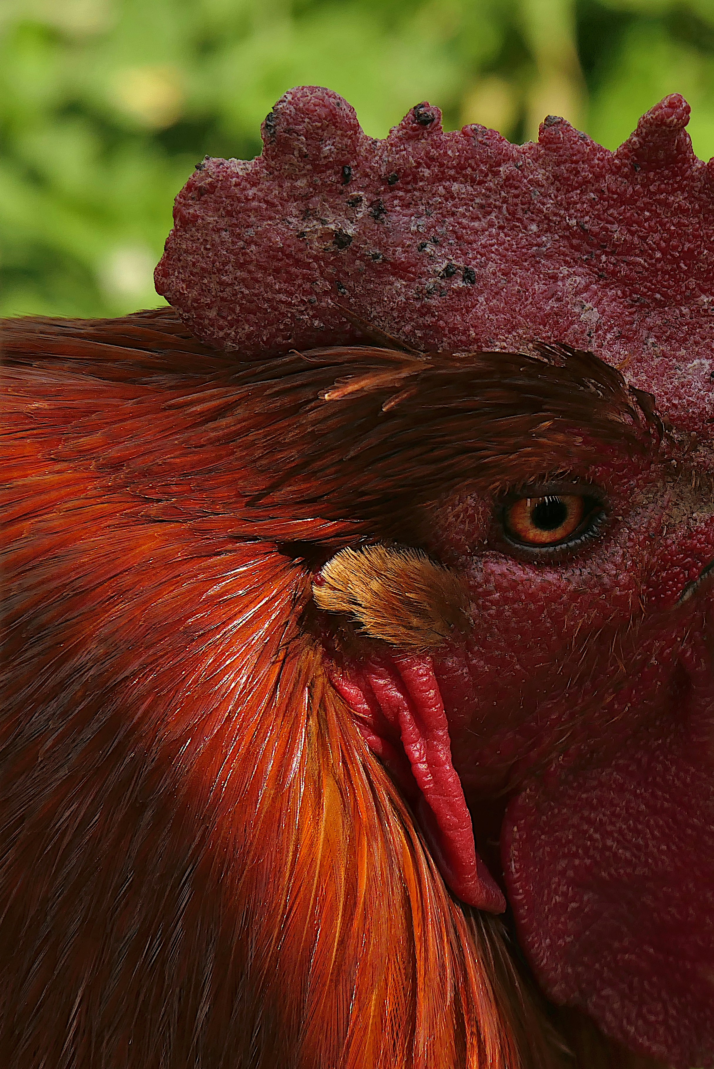 rooster face with watchful eye | a close up of a rooster's head with a blurry background