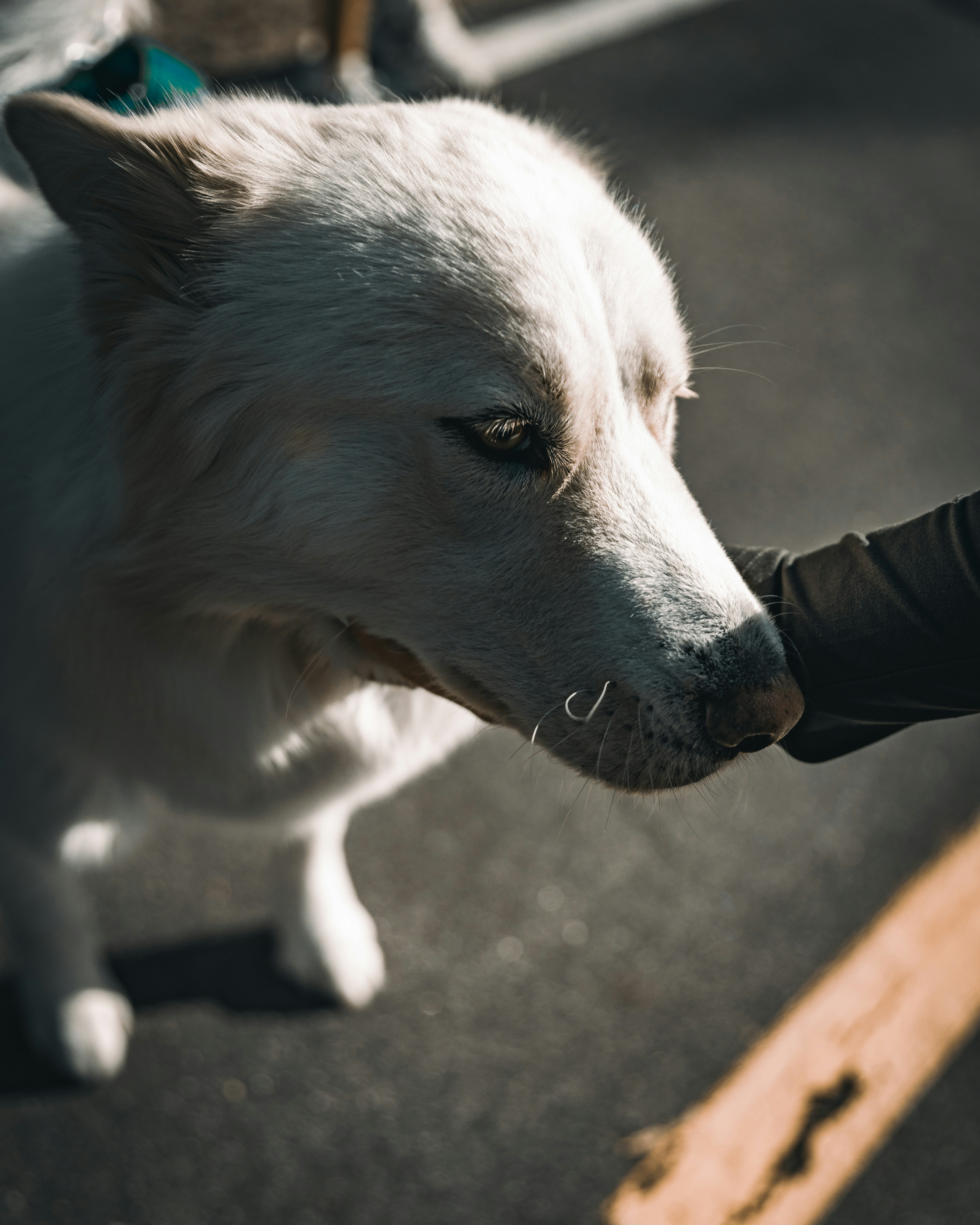 A close up of a dog sniffing a persons hand photo – Free Dog Image on ...