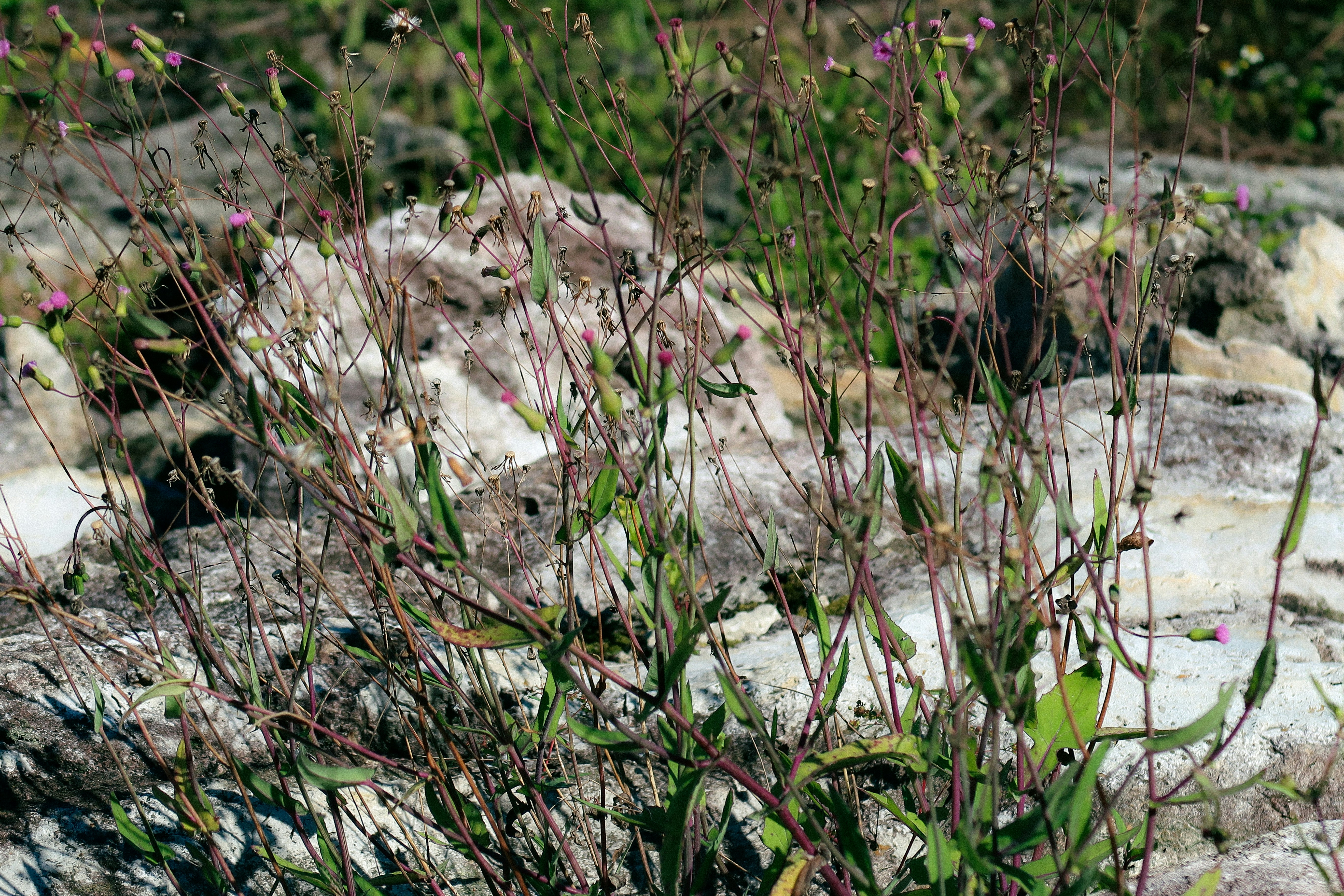 a close up of a plant on a rock