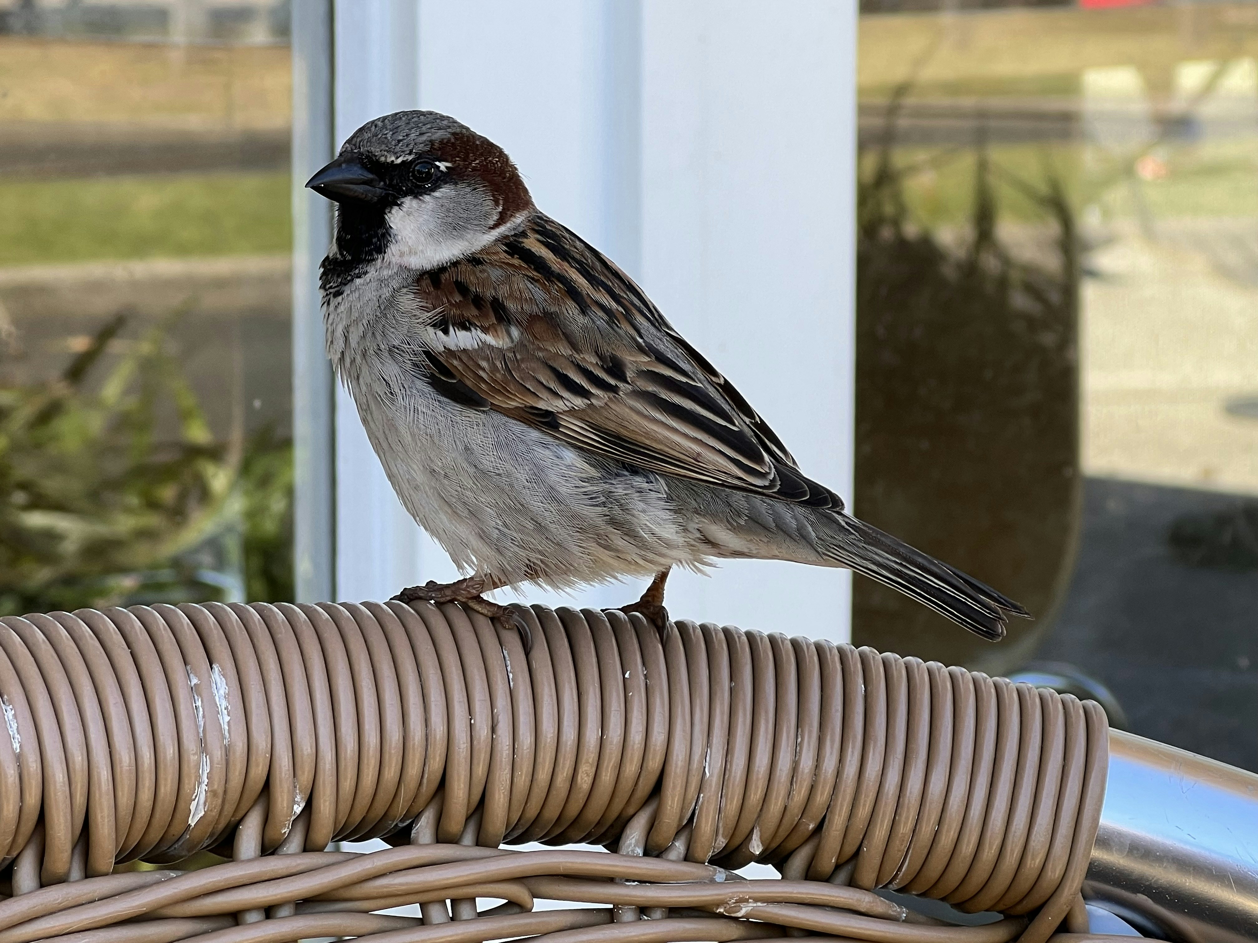 Sunlit House Sparrow on a Wicker Rail beside a Glass Door