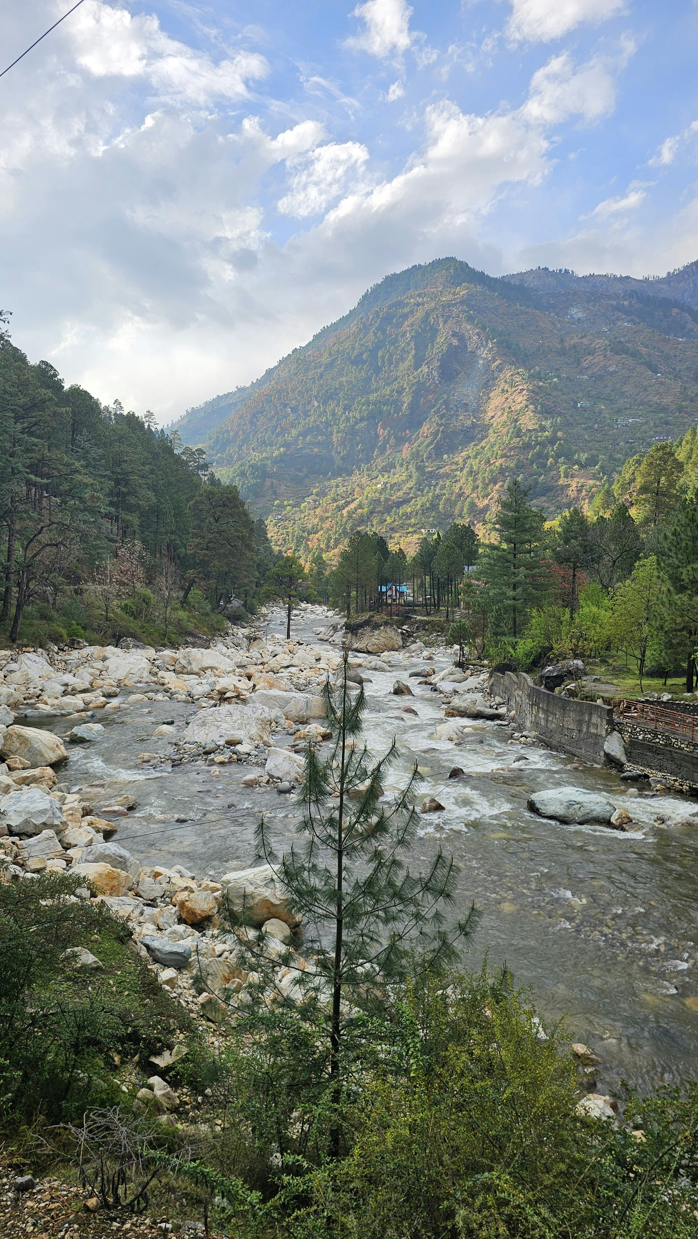 Rushing Alpine River Carving a Pine-Lined Gorge Beneath a Towering Peak