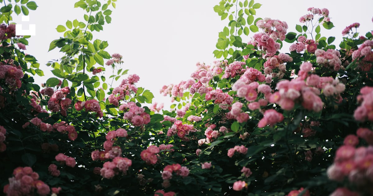 Un Arbusto De Flores Rosadas Con Hojas Verdes Foto Imagen De Verano