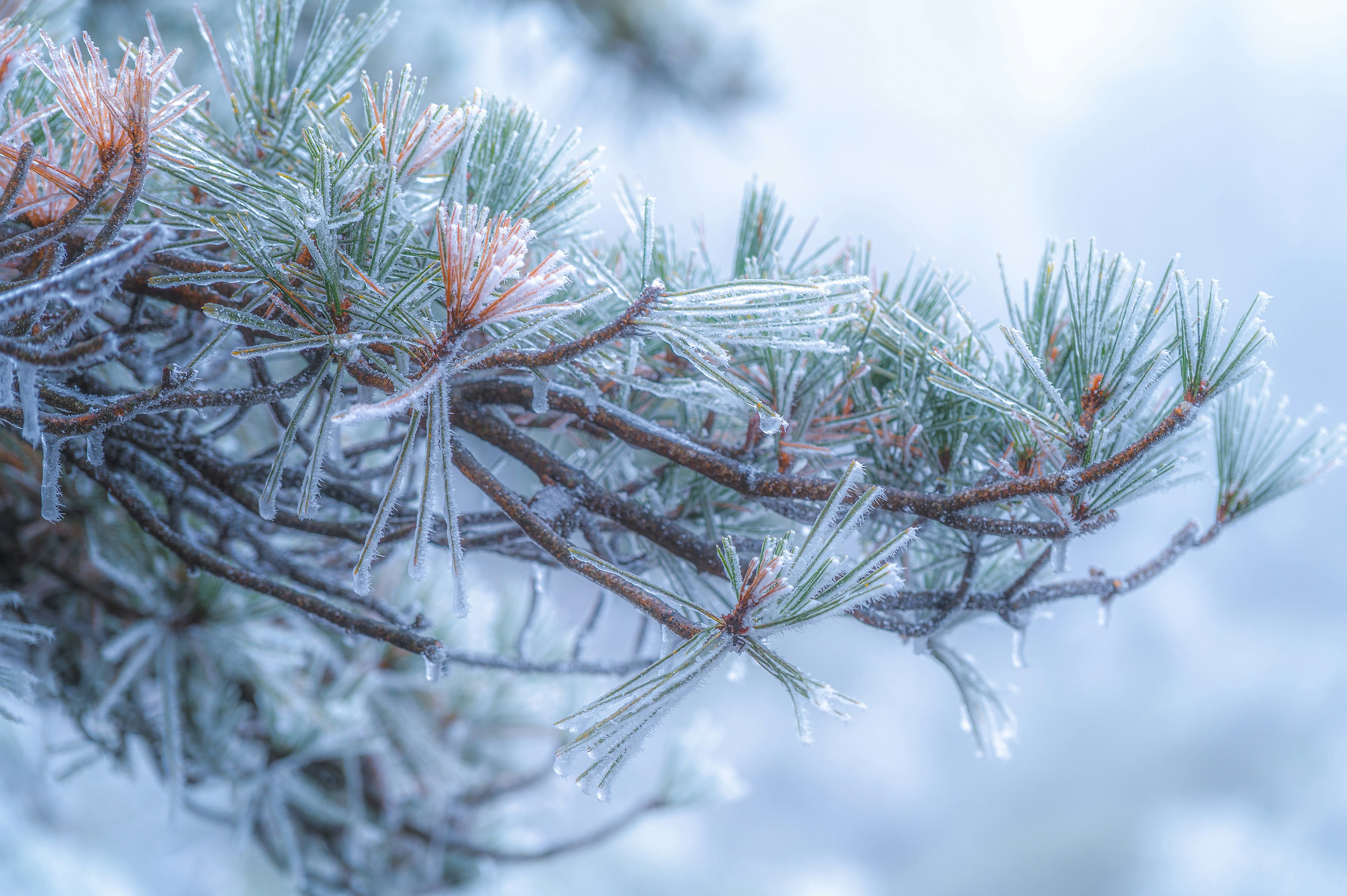 A close up of a pine tree with ice on it photo – Free 黄山 Image on Unsplash