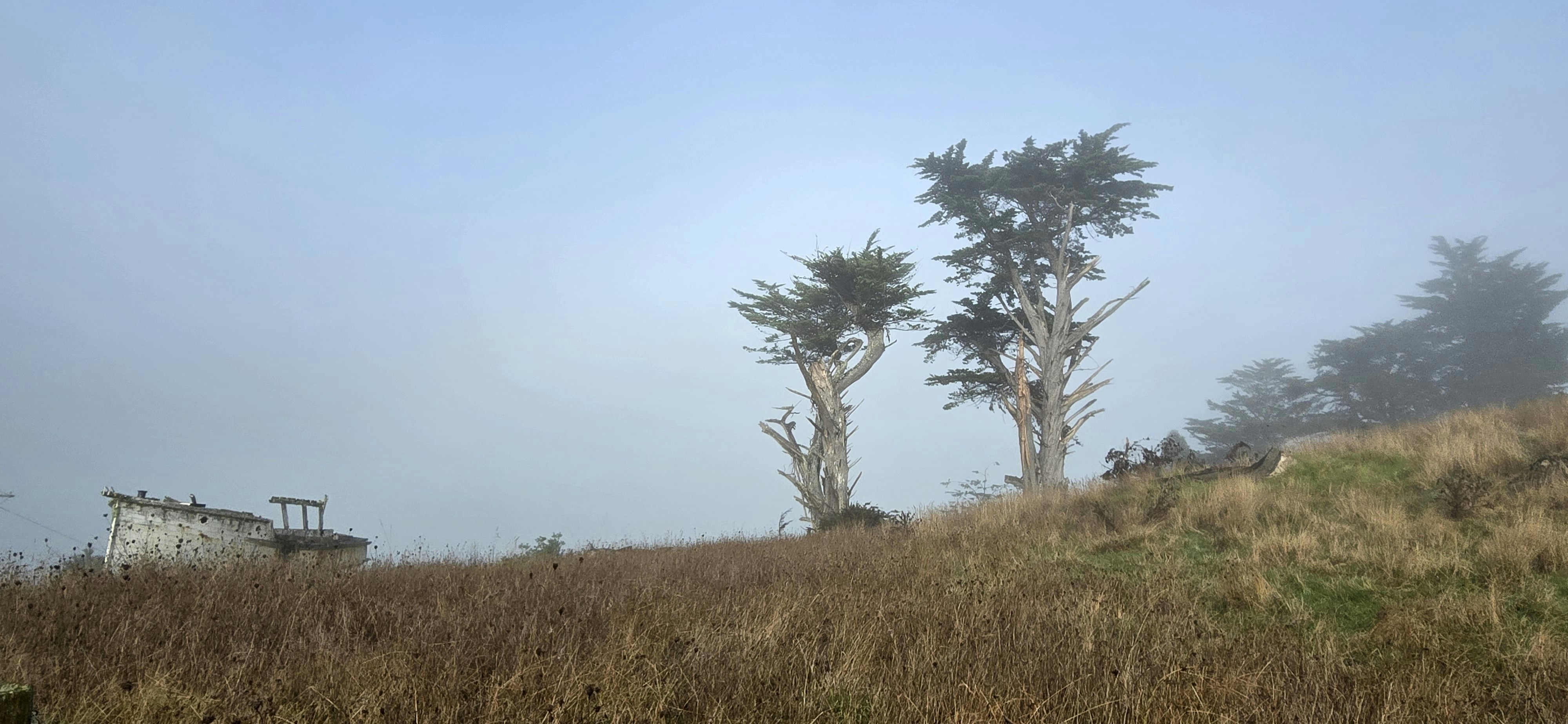 Hilltop Silhouette: Windswept Trees and a Distant Shelter