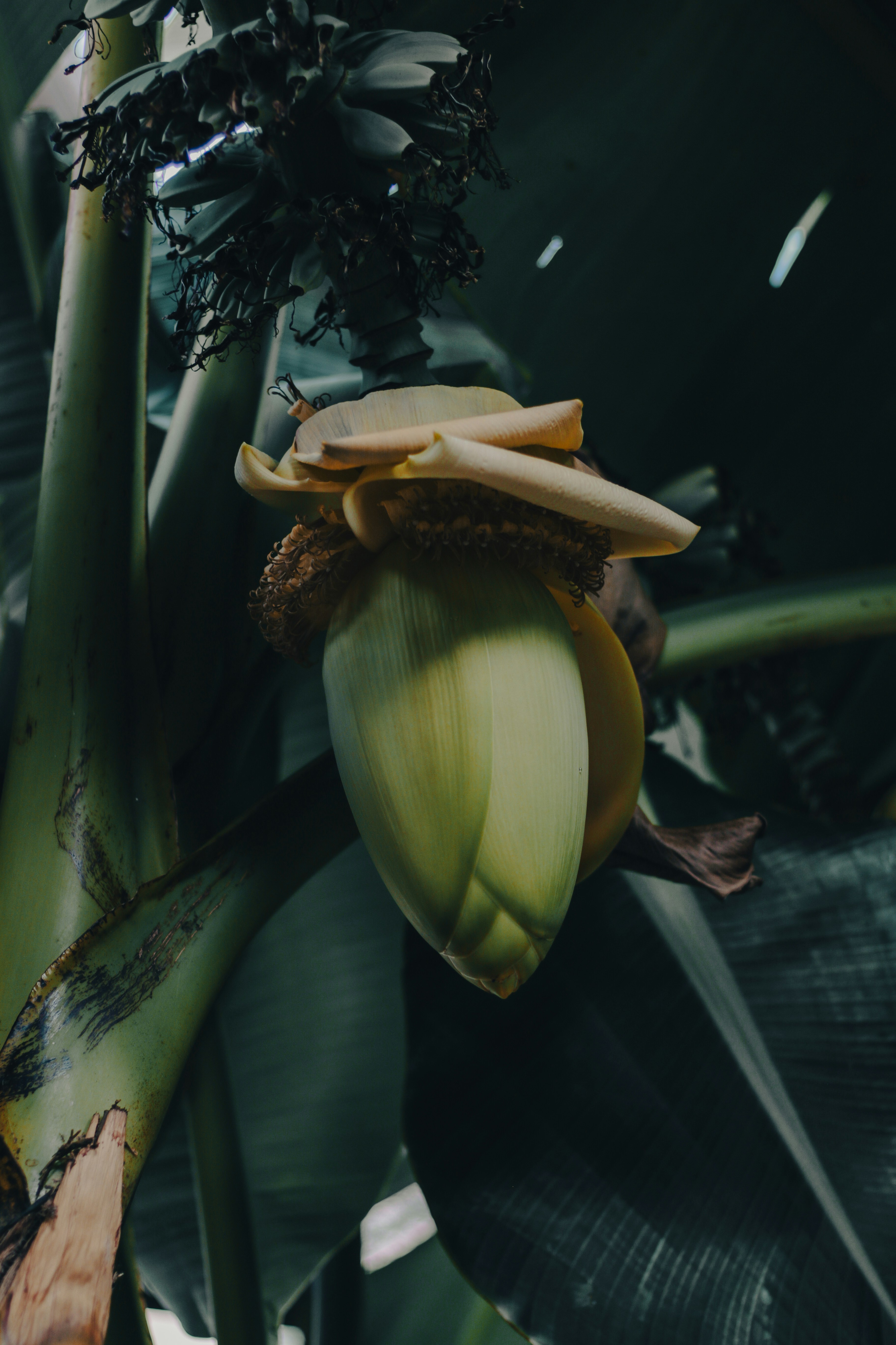 Emerald Canopy Bloom: Banana Flower Emerging from Twilight