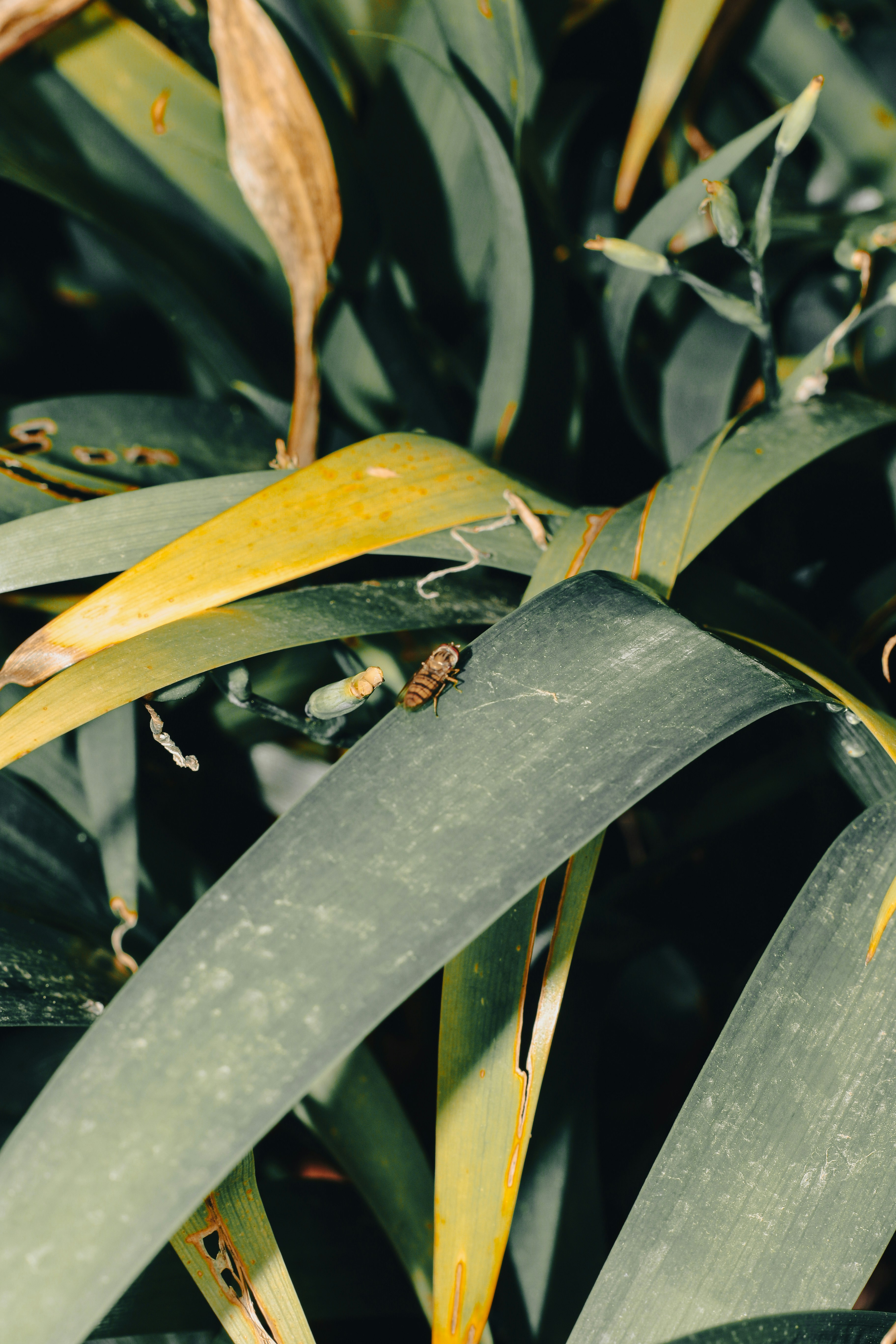 Verdant Microscape: A Tiny Insect On a Leaf